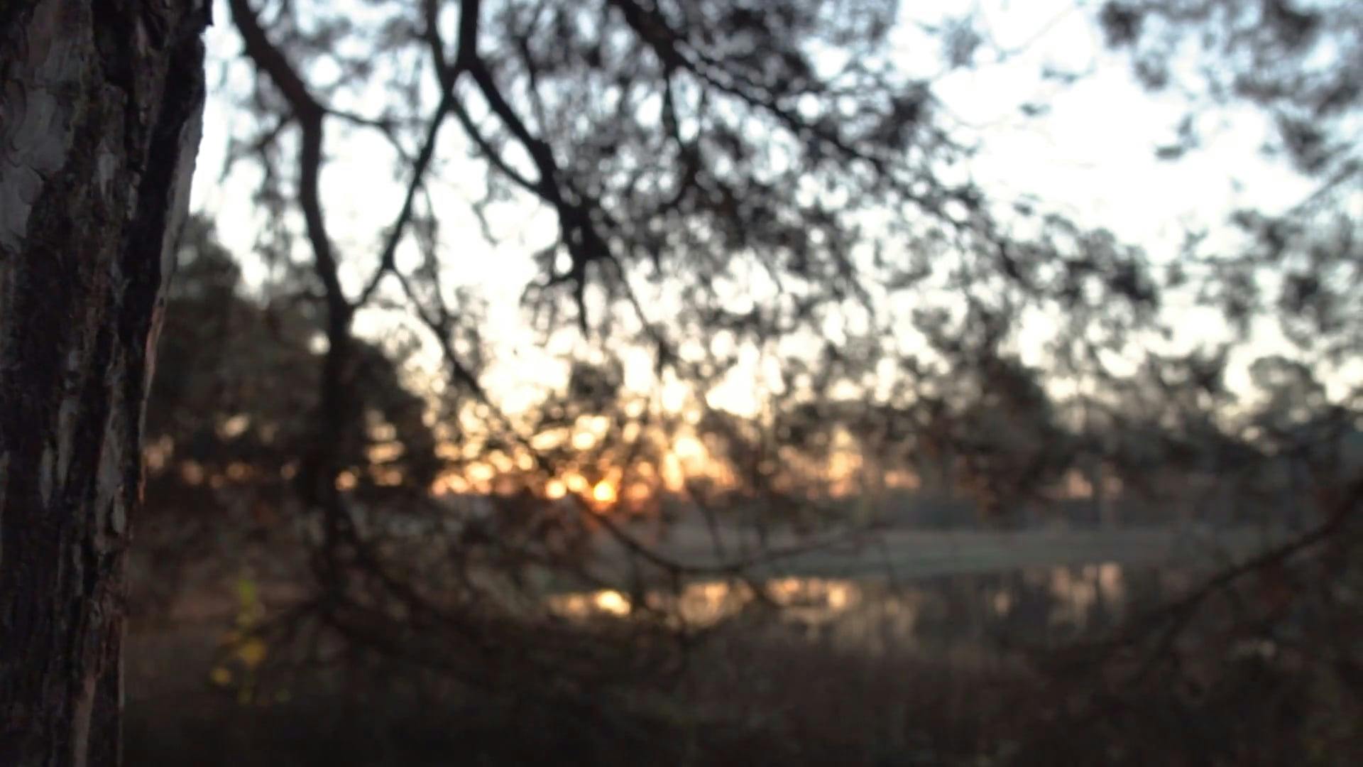 Sun Rising Behind the Trees · Free Stock Video