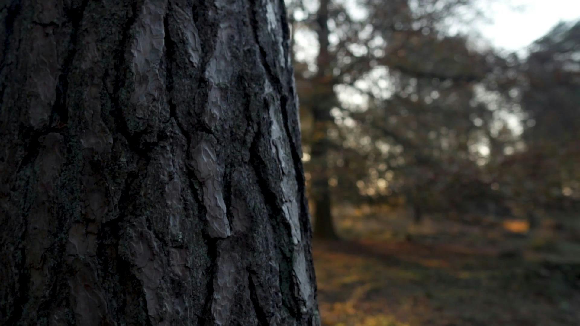 The Long Trunks Of Tall Trees In The Forest · Free Stock Video