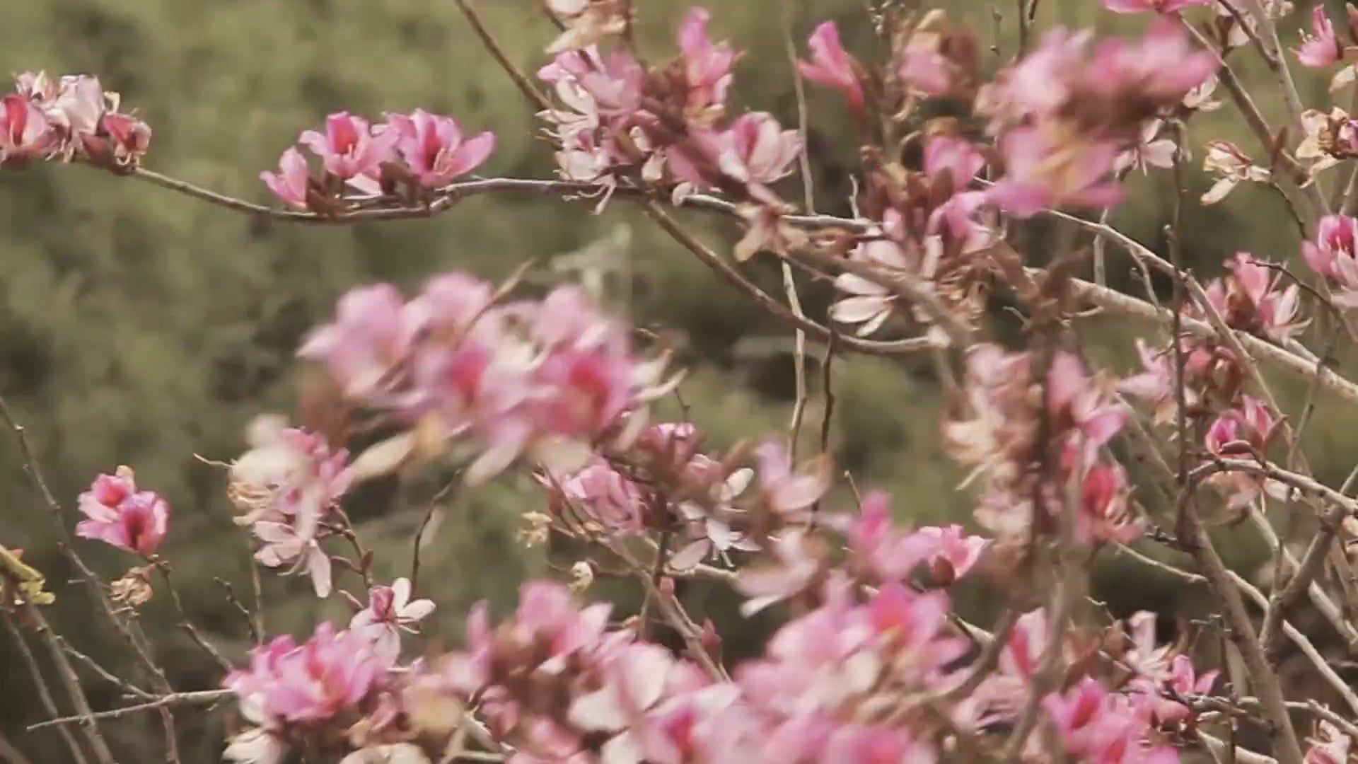 Flowers Swaying in the Breeze Free Stock Video Footage, Royalty-Free 4K ...