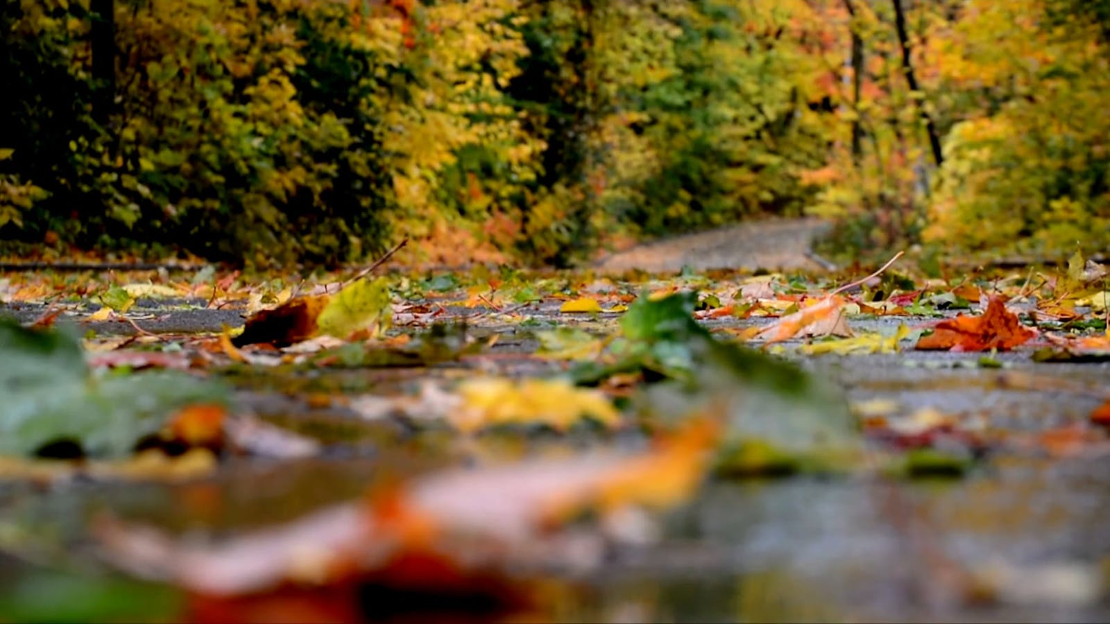 Brown Color 4k Videos, Download The BEST Free 4k Stock Video Footage ...