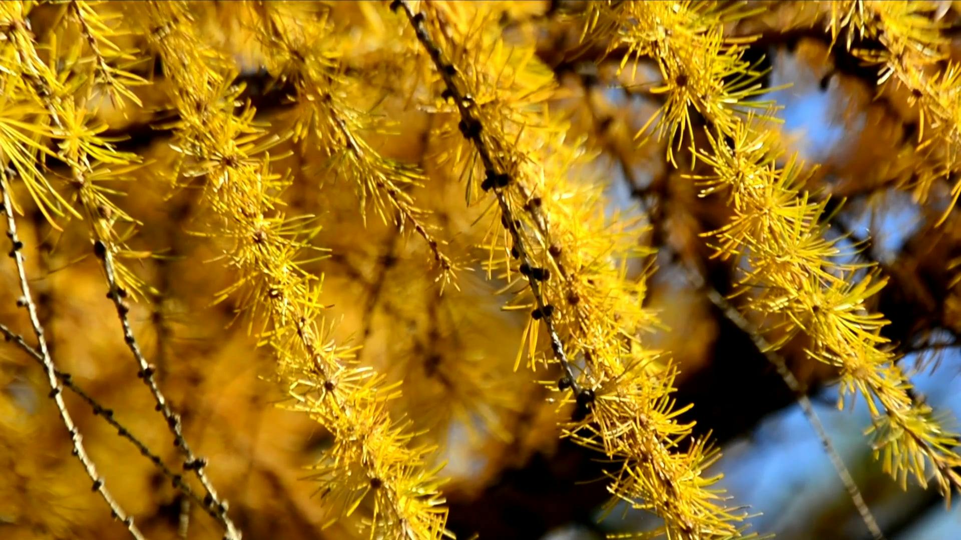 Yellow Pine Tree Branches · Free Stock Video