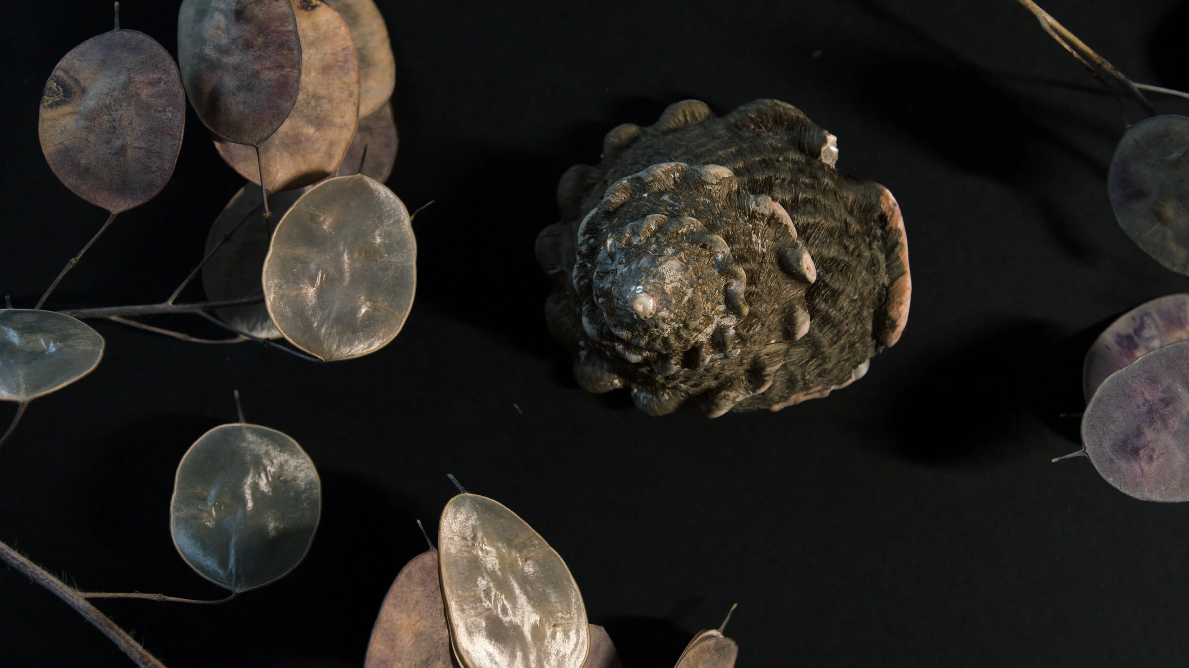 Close View of a Sea Shell and Leaves · Free Stock Video