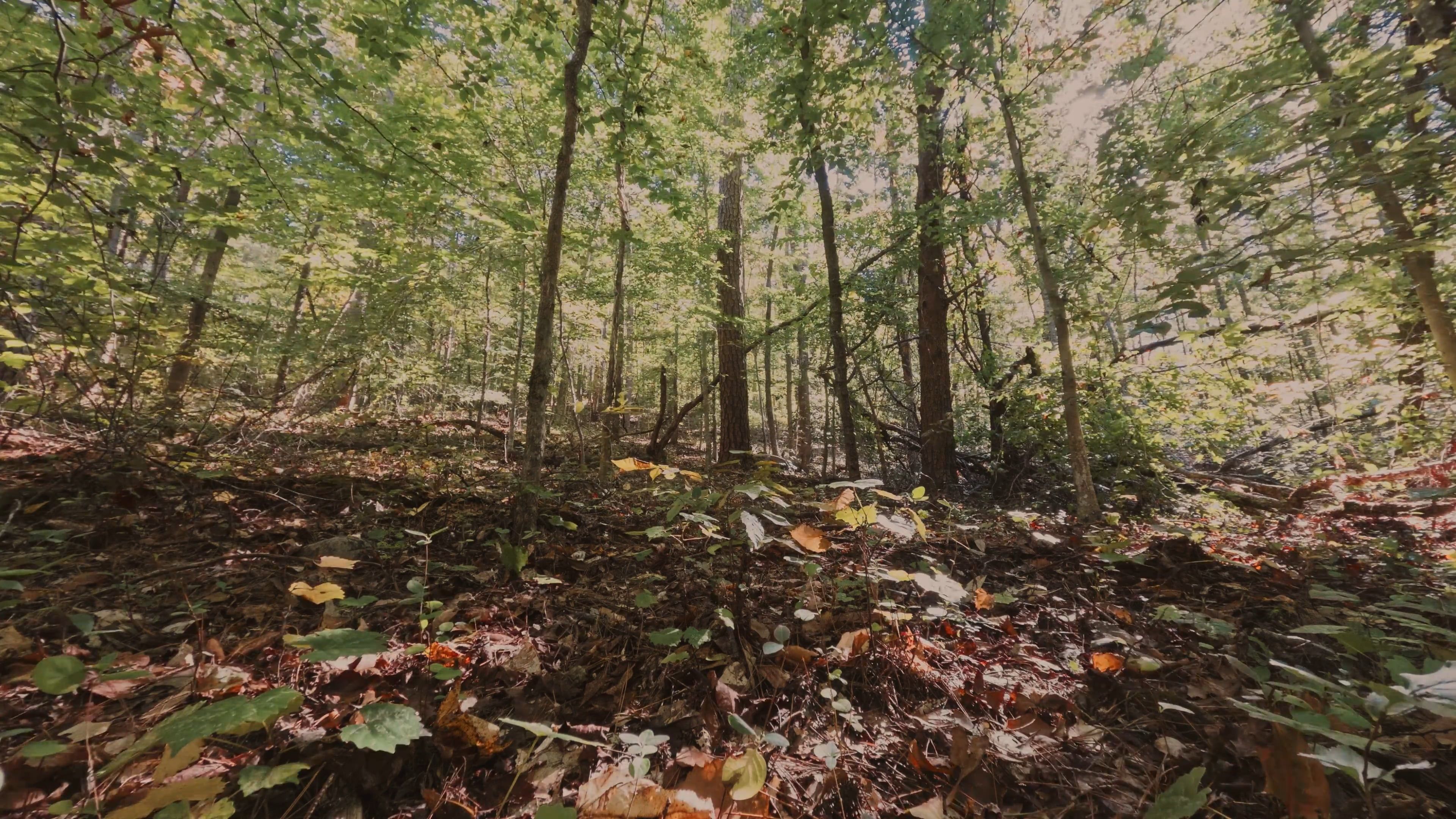 Sunlight Through Forest Trees Time Lapse Free Stock Video Footage ...