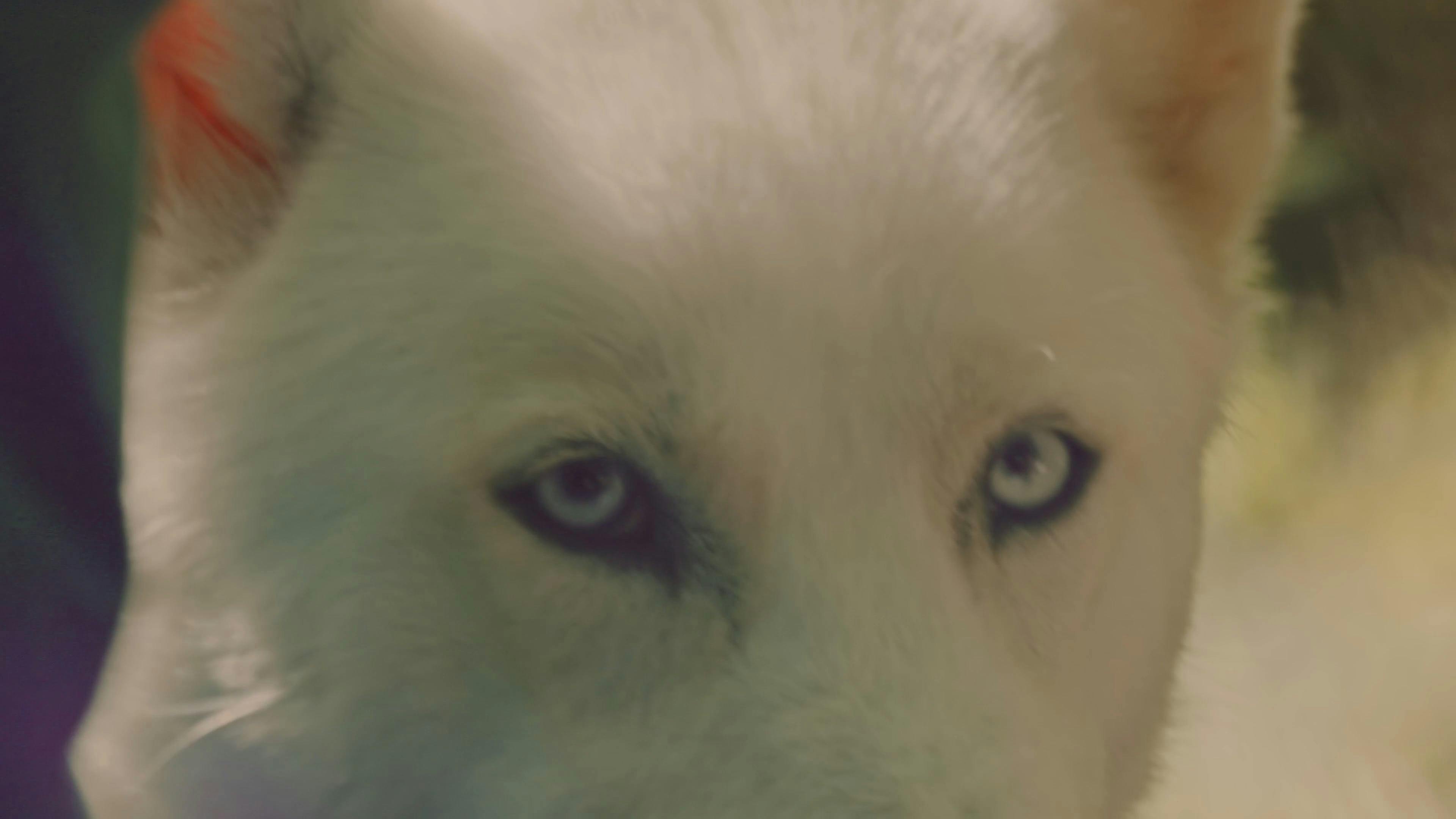 White Wolf Videos, Download The BEST Free 4k Stock Video Footage ...