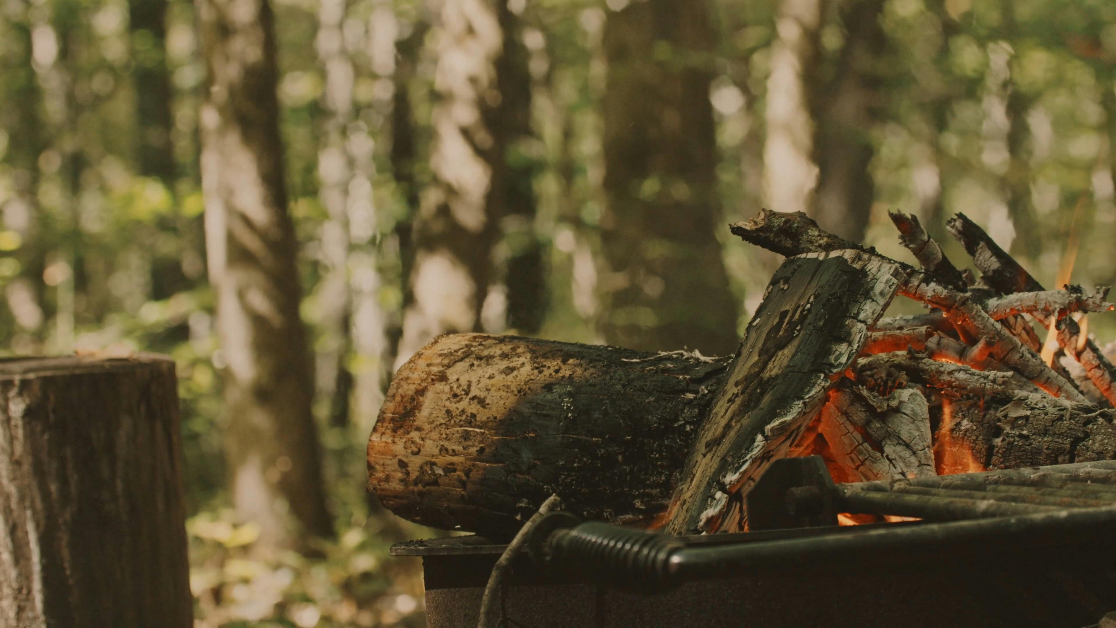 Bonfire in the Woods · Free Stock Video