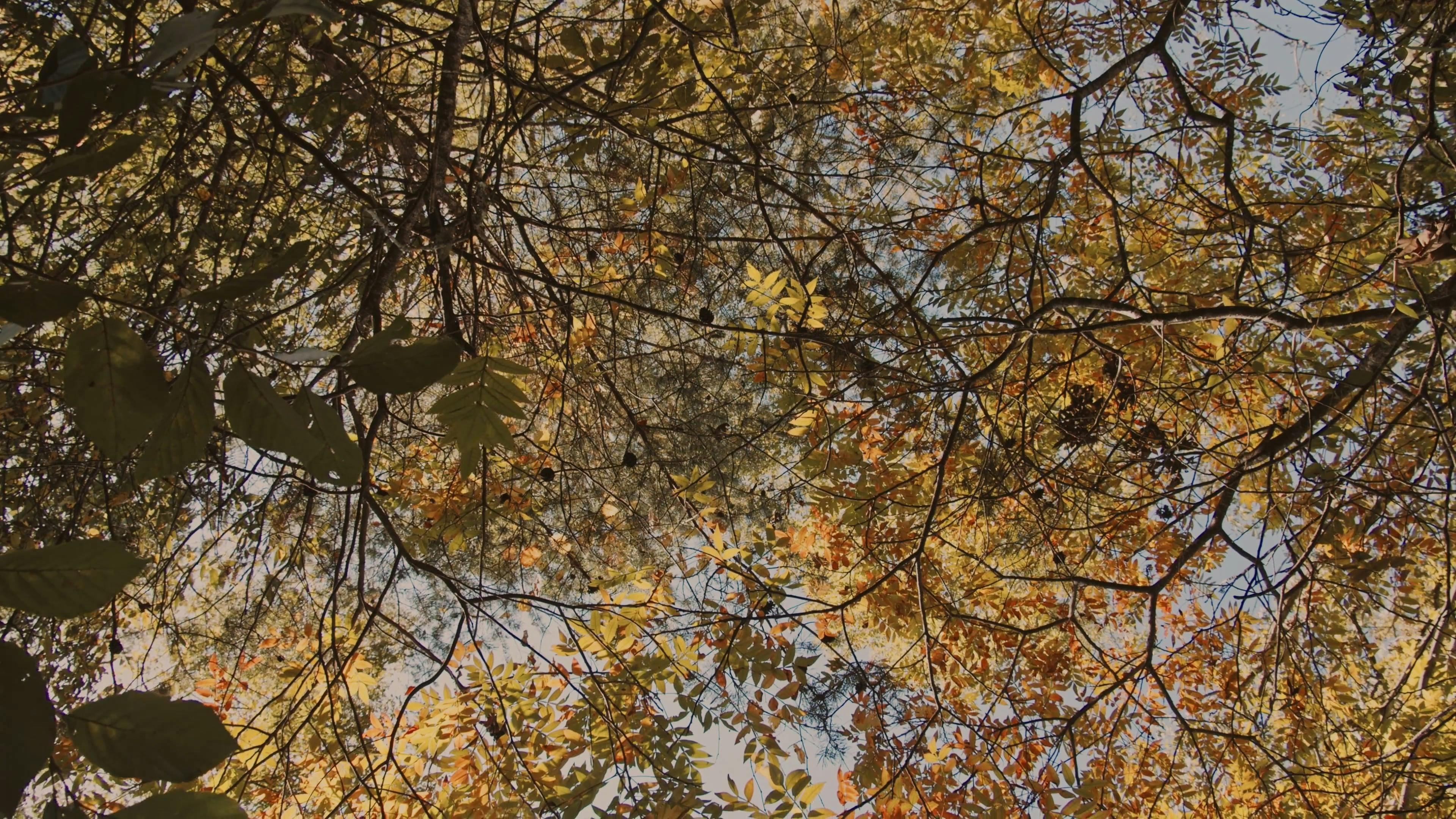 Low Angle Shot of Tree Branches with Fall Foliage · Free Stock Video