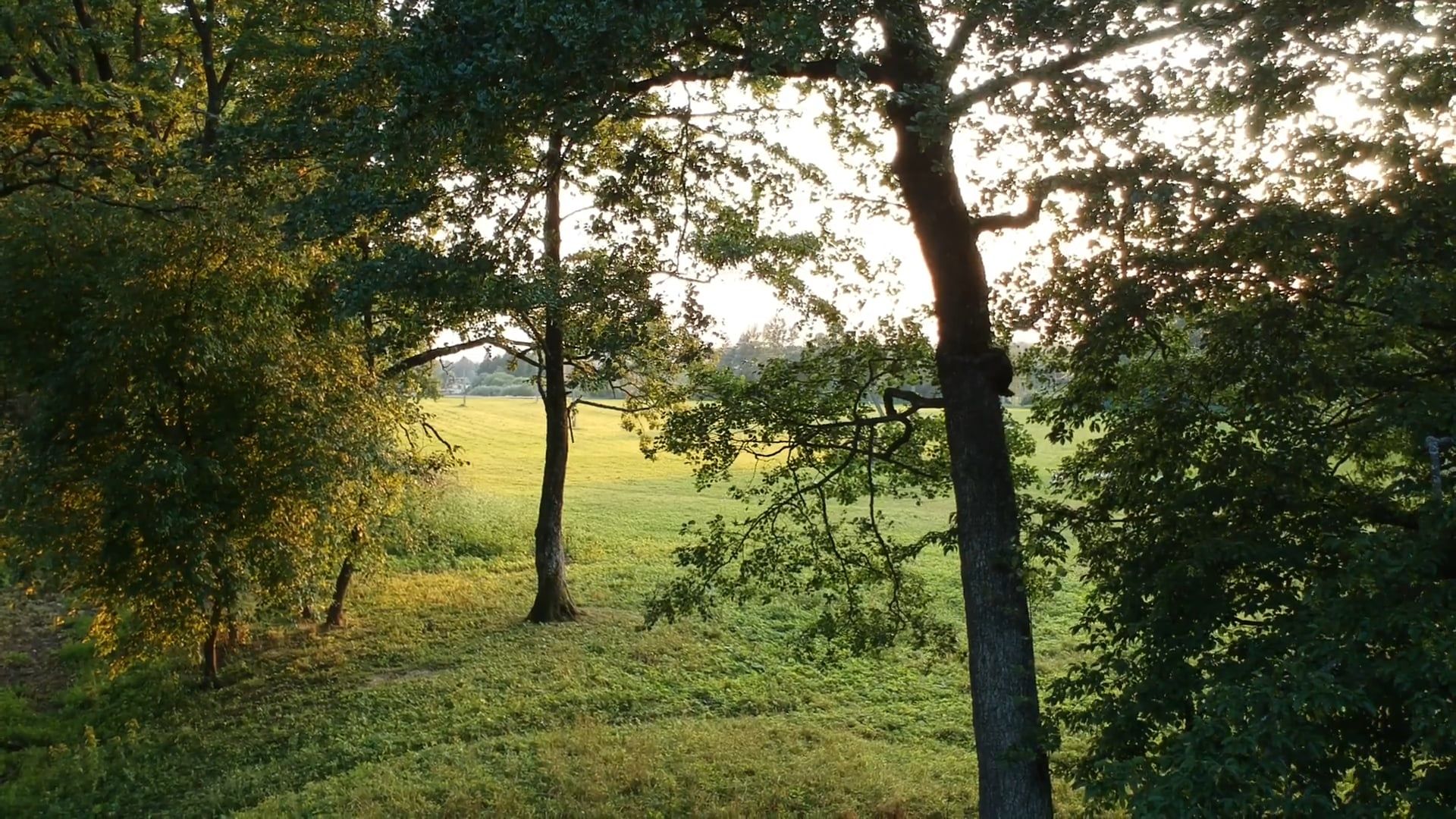 Greenfields with Lots of Trees Free Stock Video Footage, Royalty-Free ...
