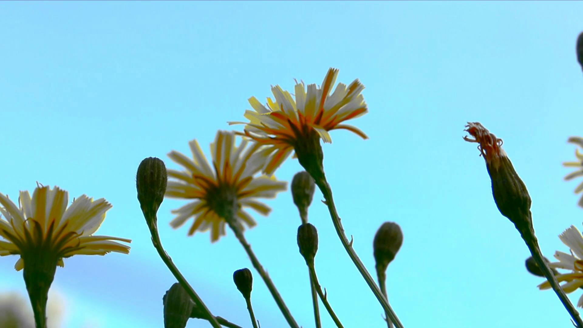 A Low Angle Shot of Beautiful Flowers Free Stock Video Footage, Royalty ...