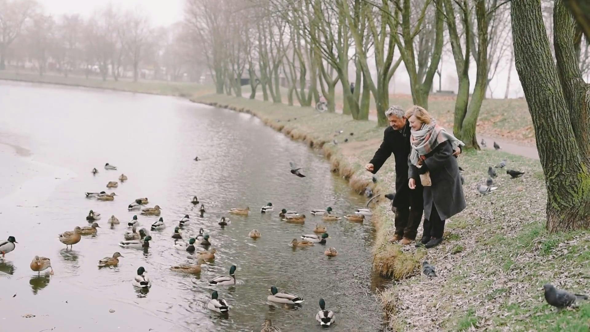 Feeding Wild Ducks In The Lake Free Stock Video Footage, Royalty-Free ...