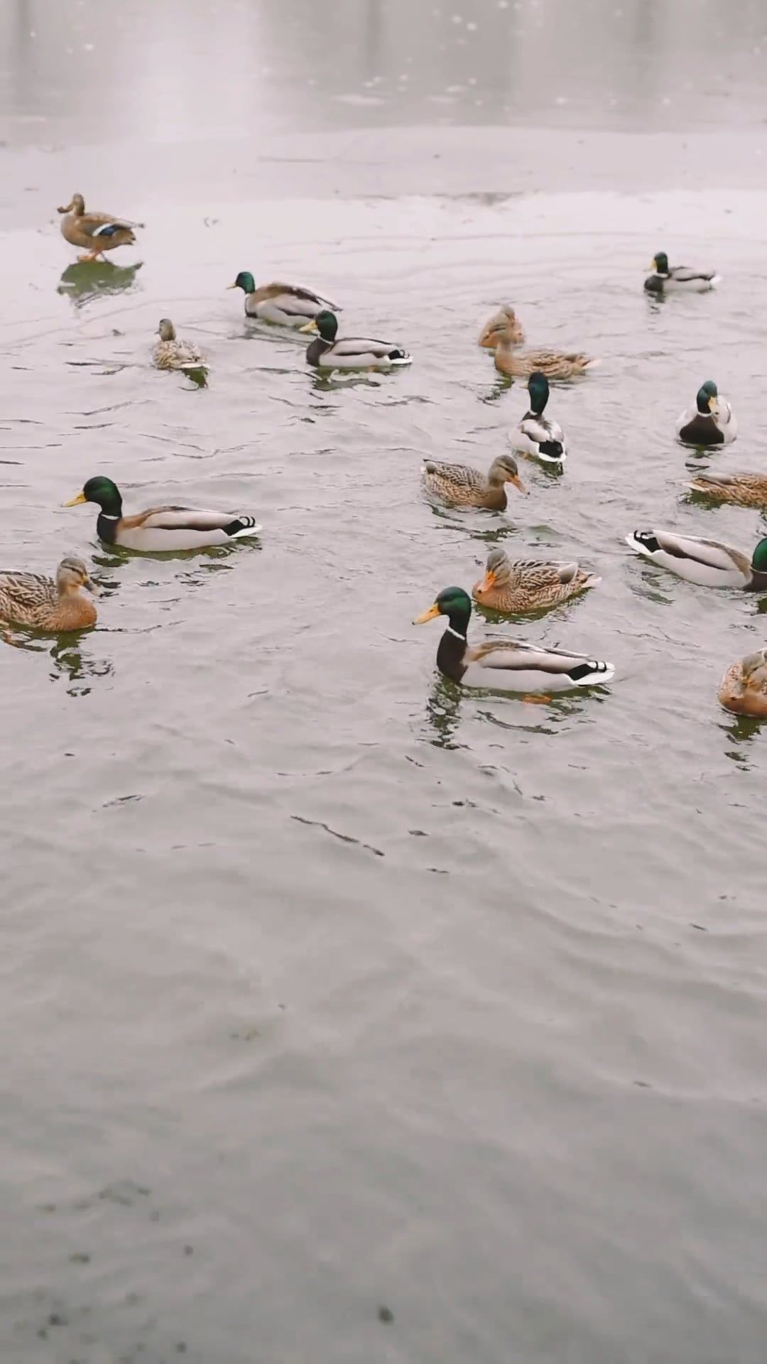 Ducks Swimming Videos, Download The BEST Free 4k Stock Video Footage ...