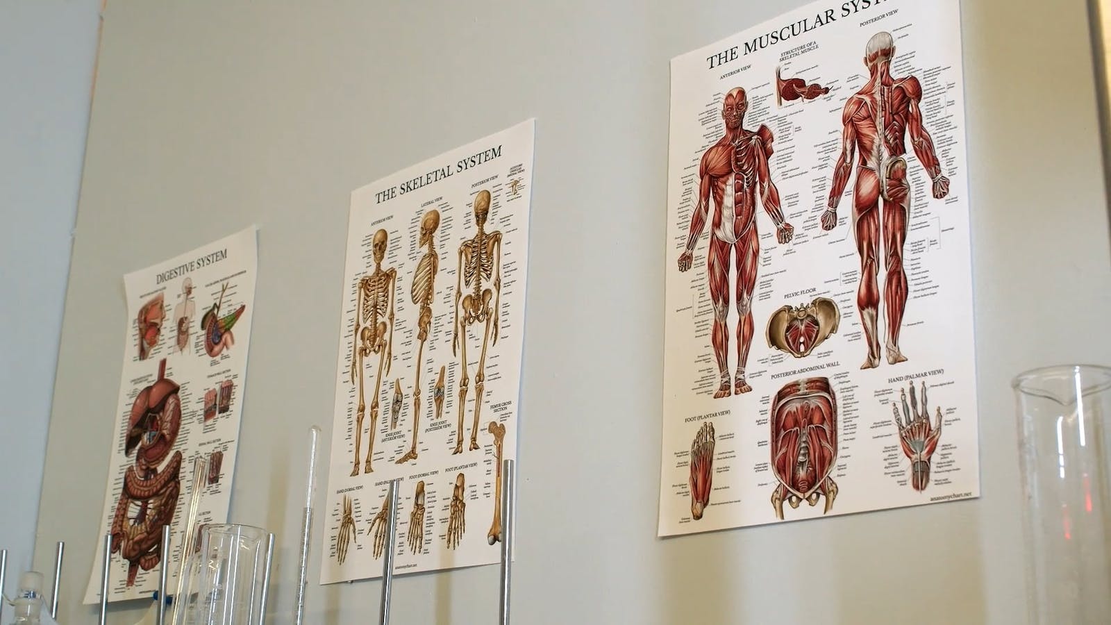 Human Anatomy Videos, Download The BEST Free 4k Stock Video Footage ...