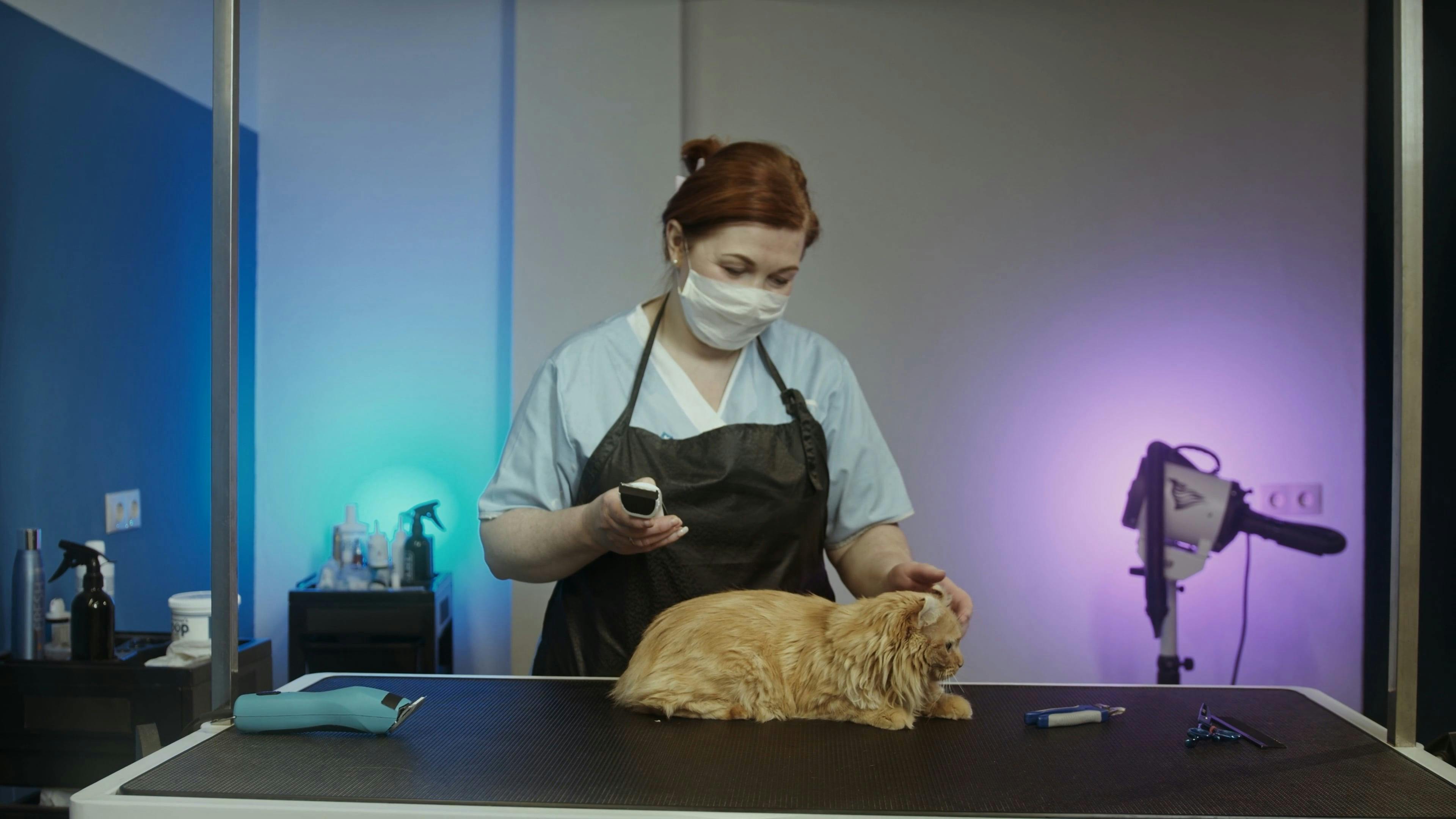 Cat Pampering Videos, Download The BEST Free 4k Stock Video Footage ...