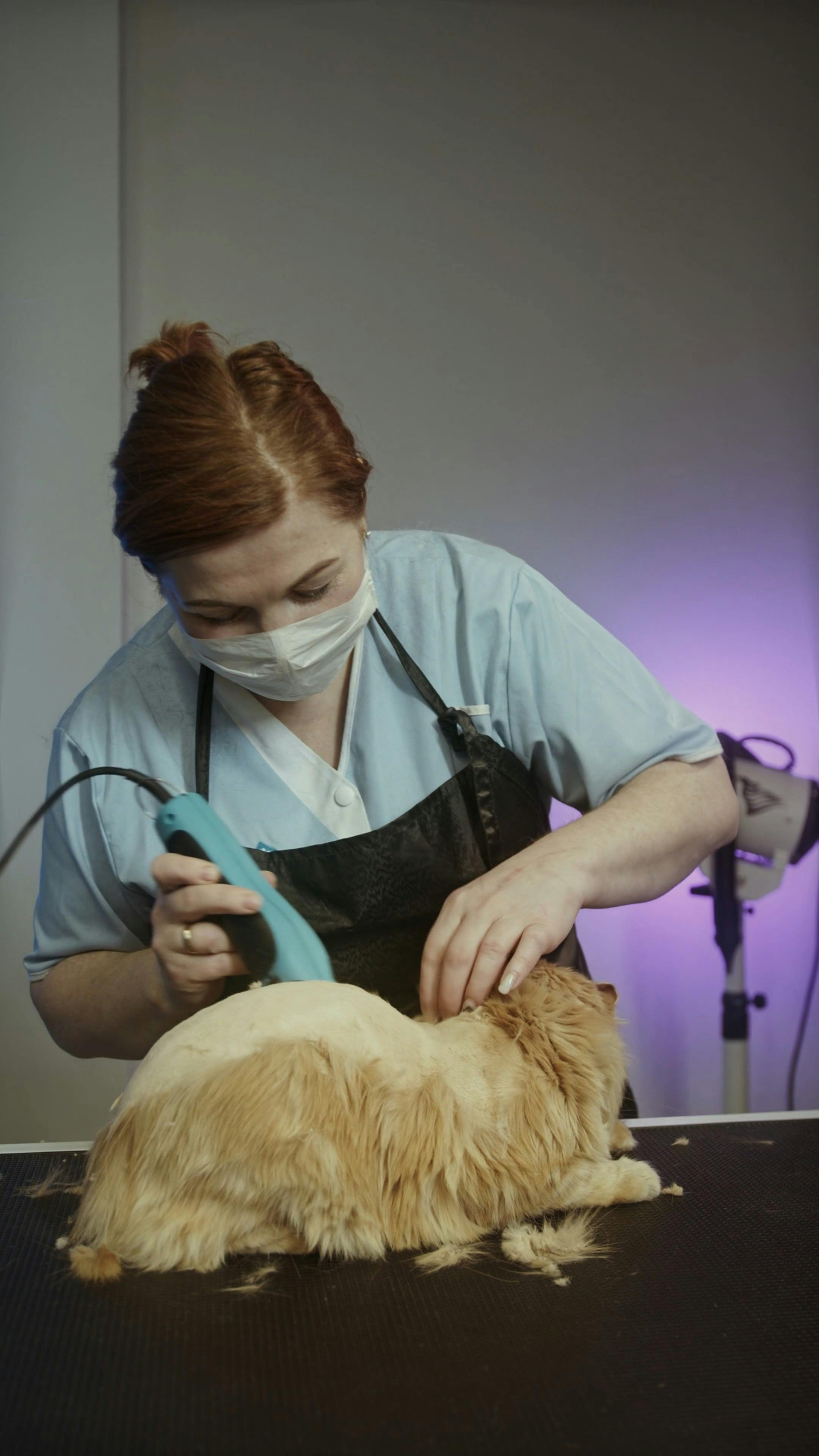 Woman Wearing Face Mask Grooming a Cat Free Stock Video Footage ...