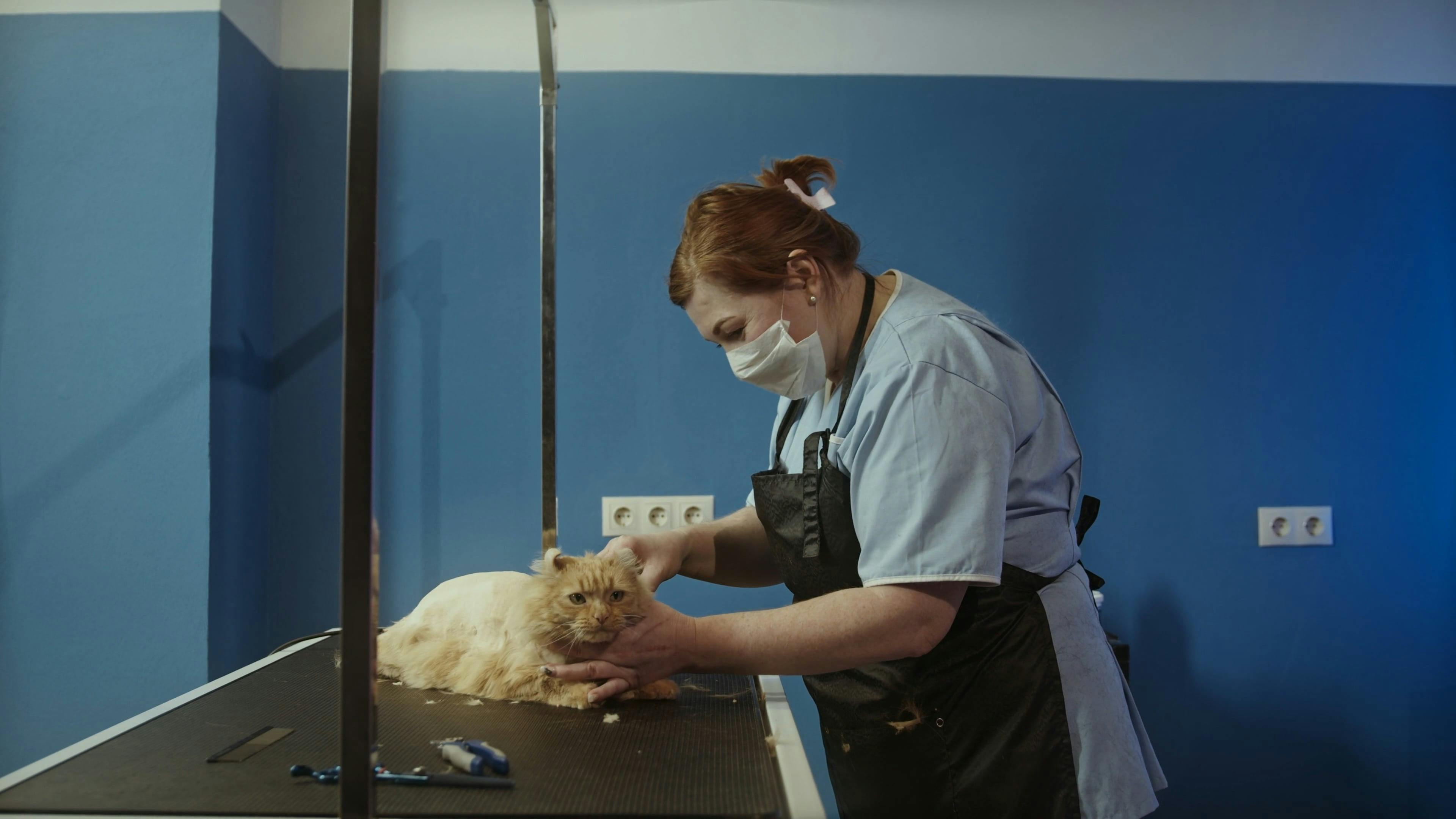 Woman Wearing Face Mask Grooming a Cat · Free Stock Video