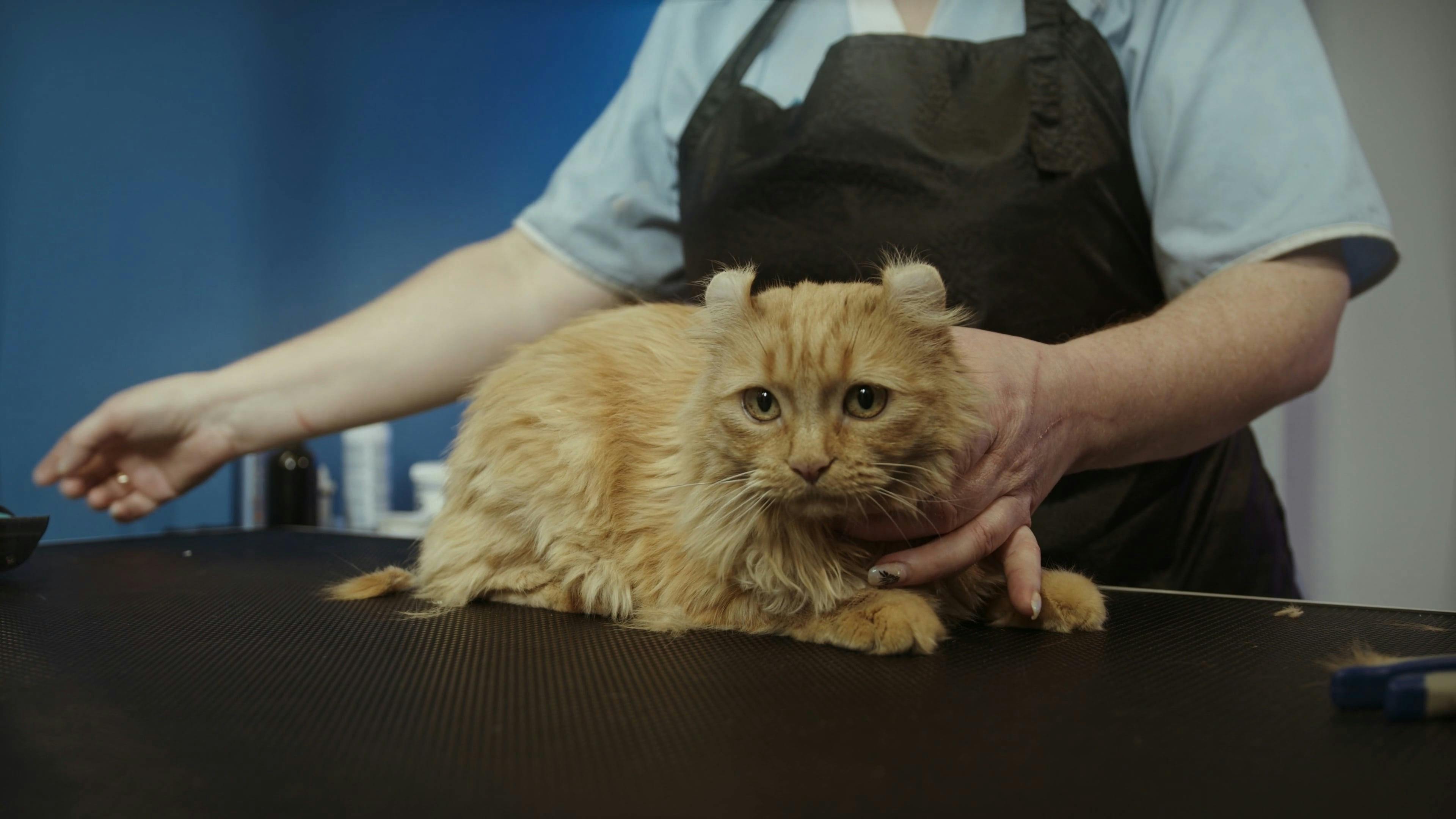 Cat Haircut Videos, Download The BEST Free 4k Stock Video Footage & Cat ...