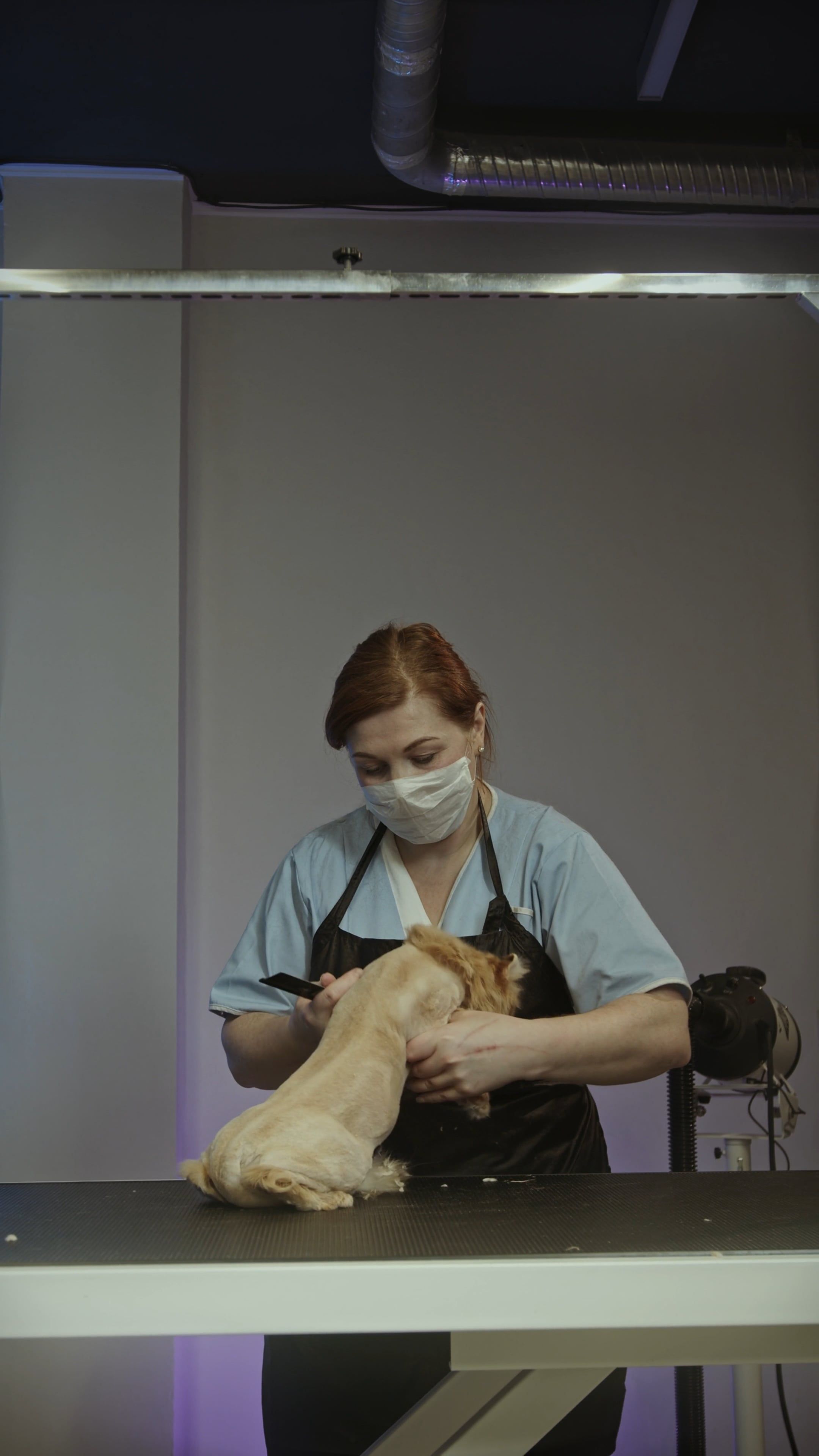 Woman Grooming a Cat · Free Stock Video