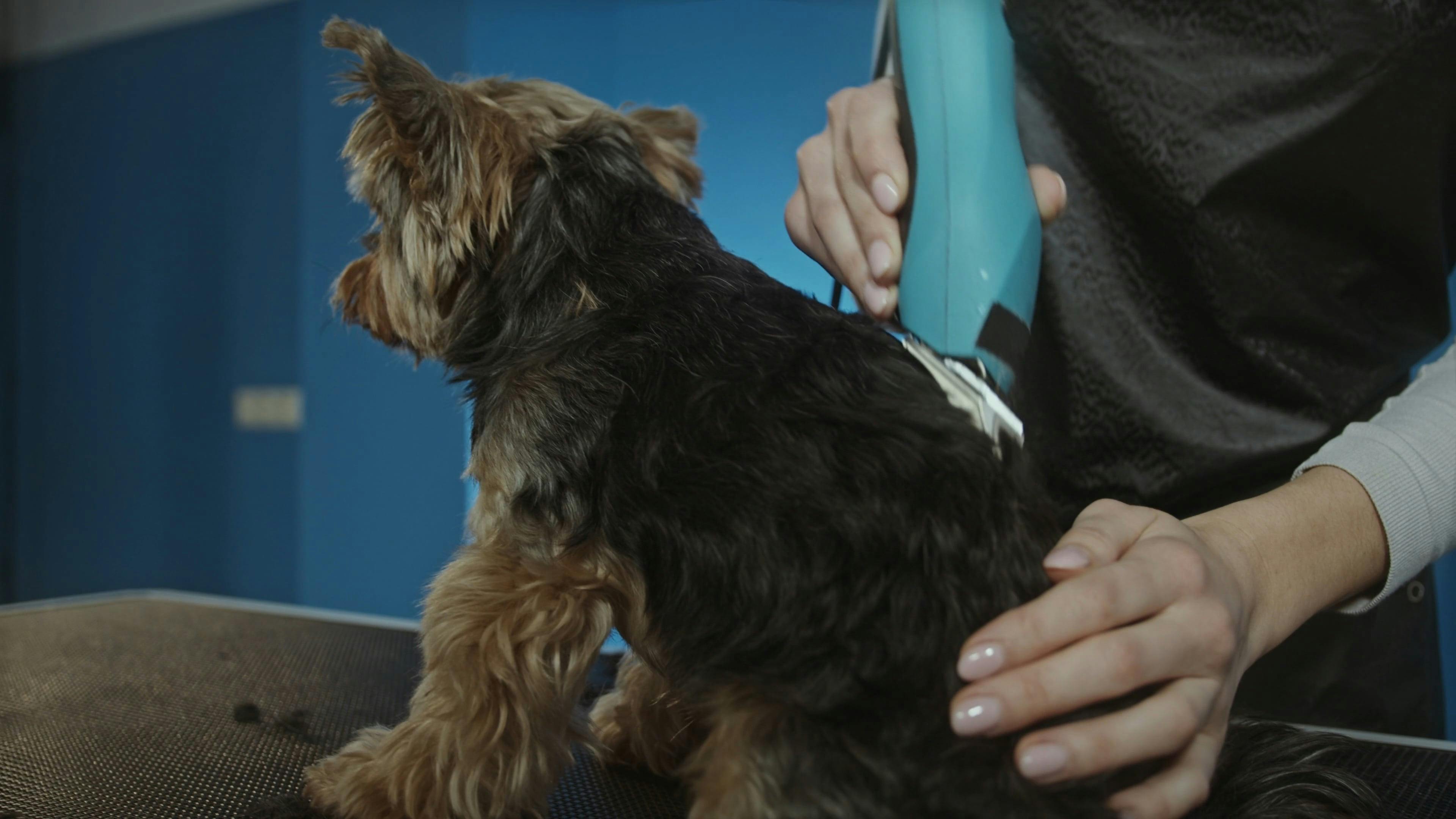 Person Grooming a Dog Free Stock Video Footage, Royalty-Free 4K & HD ...