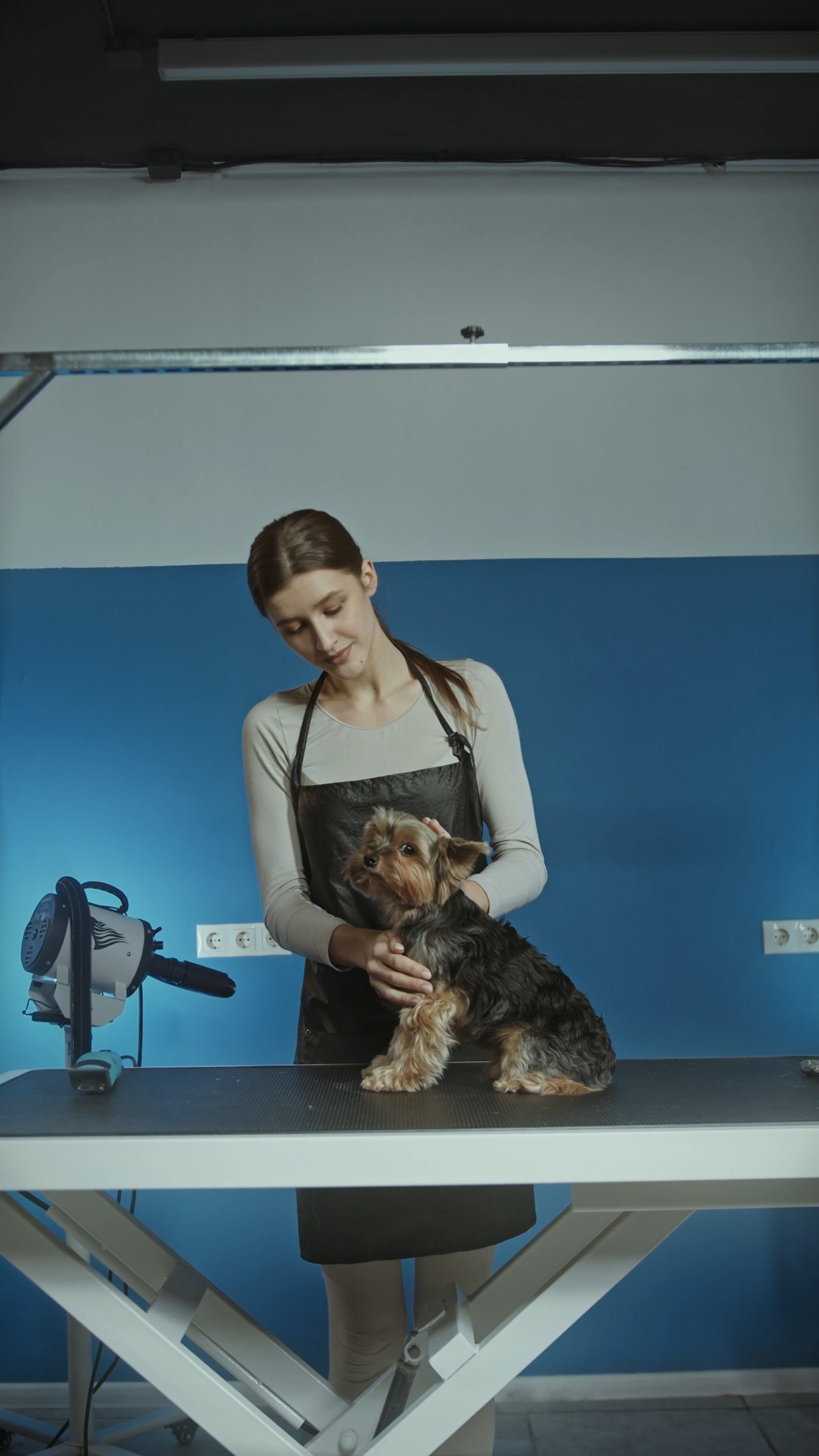 Dog Professional Training Services Videos, Download The BEST Free 4k ...