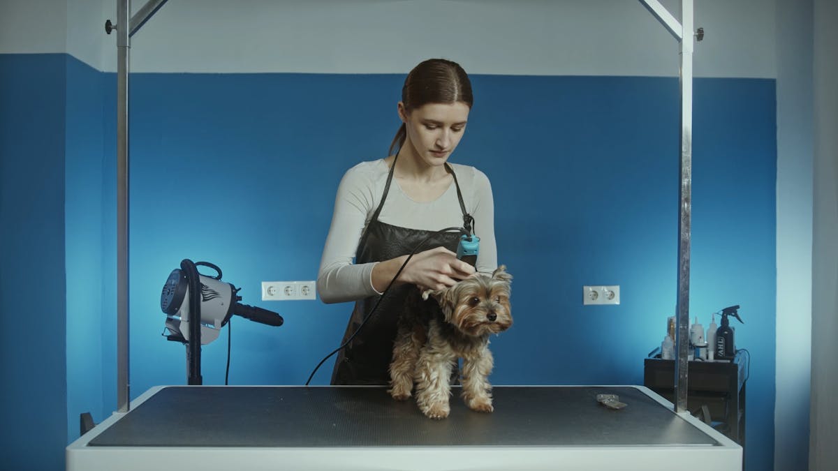 Dog Grooming Videos, Download The BEST Free 4k Stock Video Footage ...