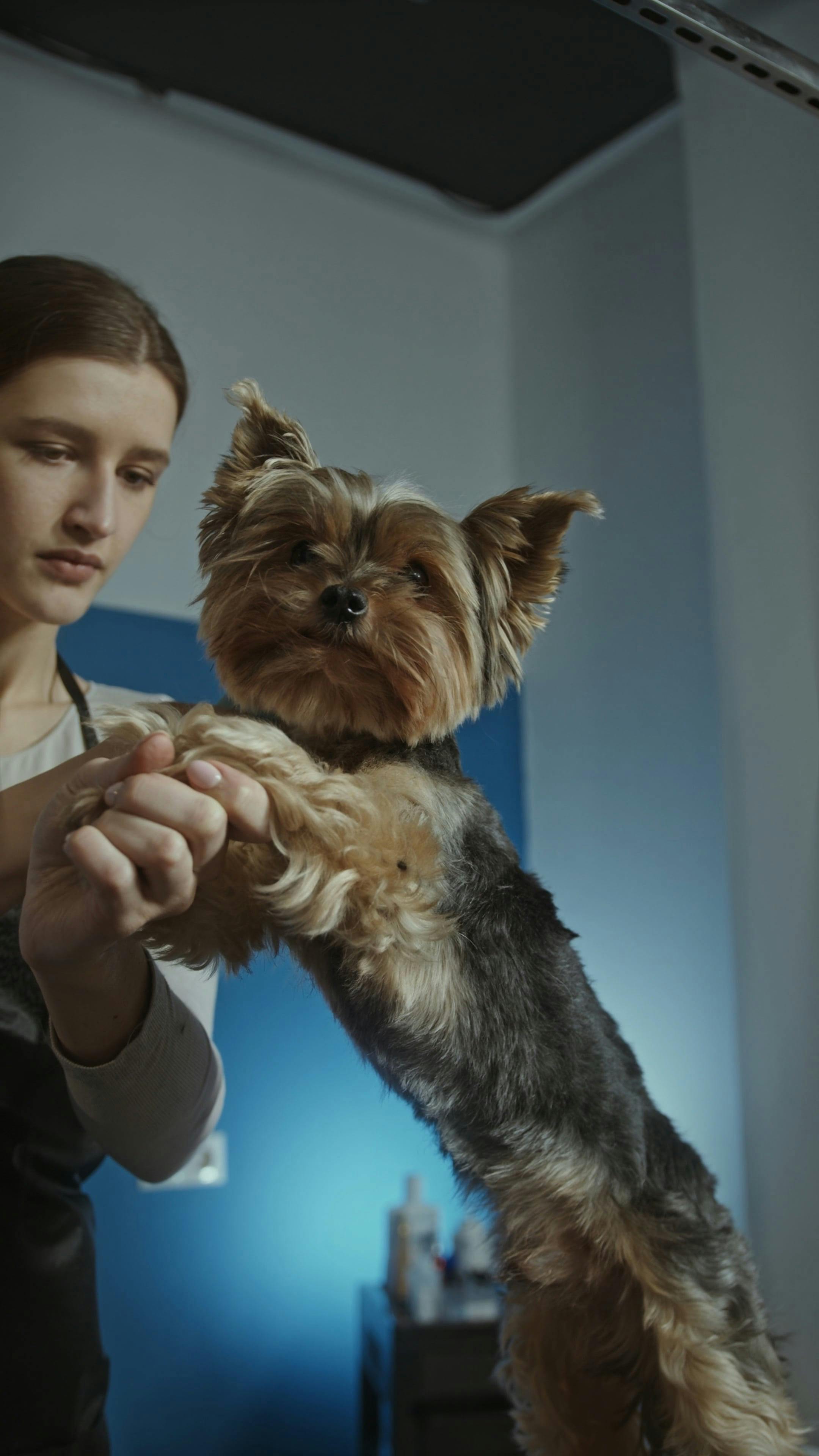 Human Grooming A Dog Videos, Download The BEST Free 4k Stock Video ...