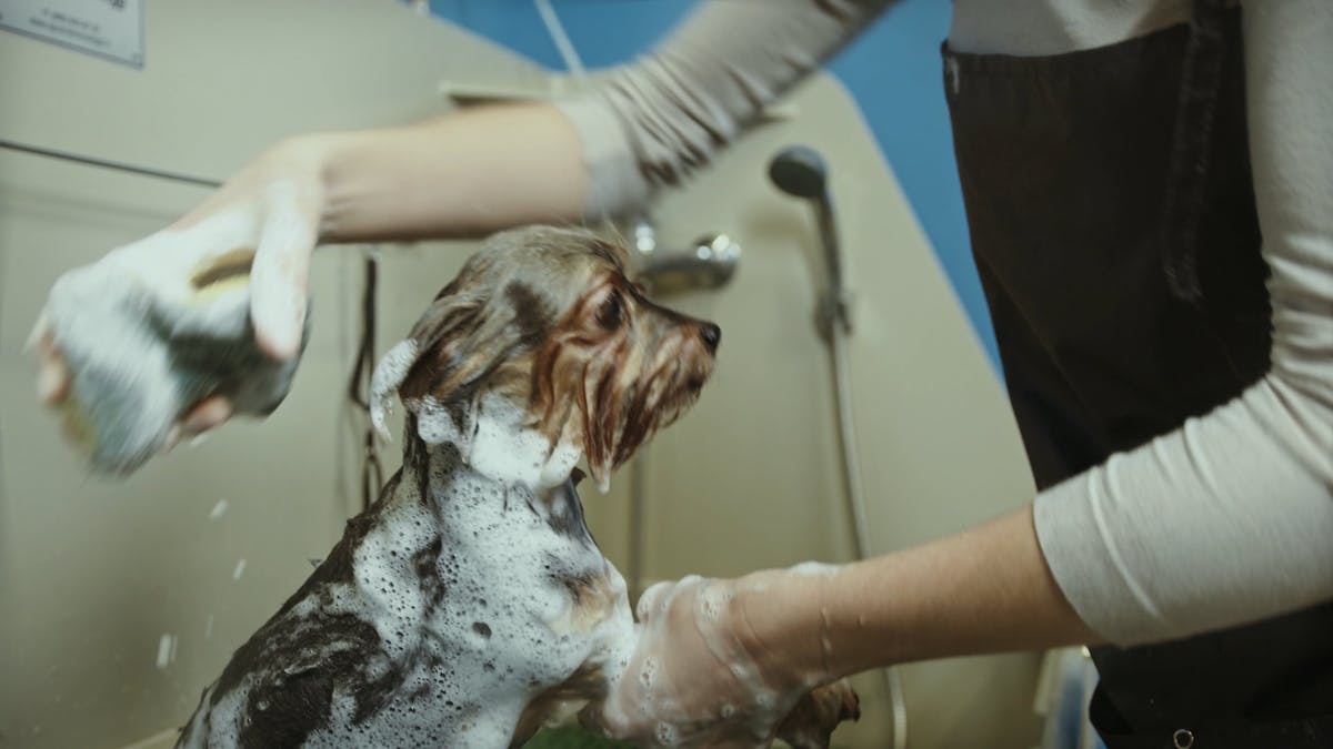 5,702+ Best Free Dog grooming 4K Stock Video Footage & Royalty-Free HD ...