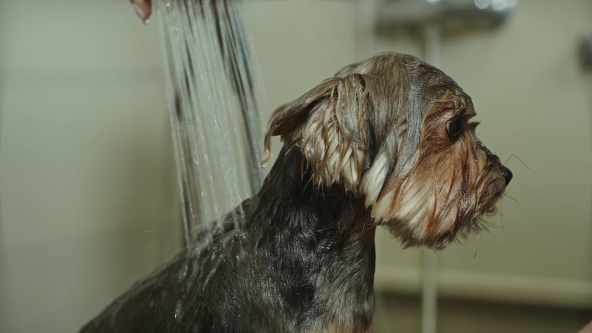 Dog Grooming Videos, Download The BEST Free 4k Stock Video Footage ...