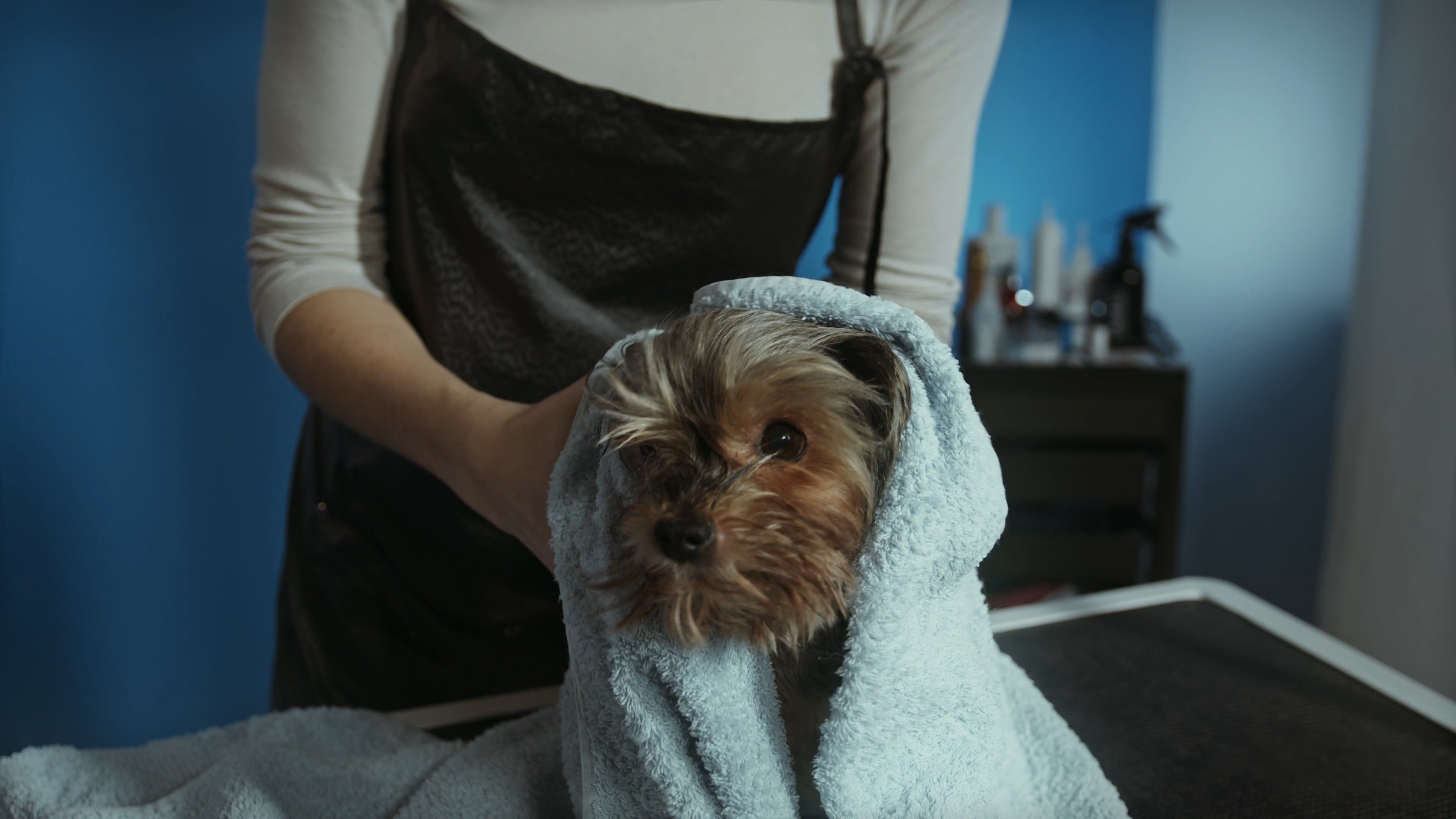 A Person Drying a Shivering Dog with a Towel Free Stock Video Footage ...