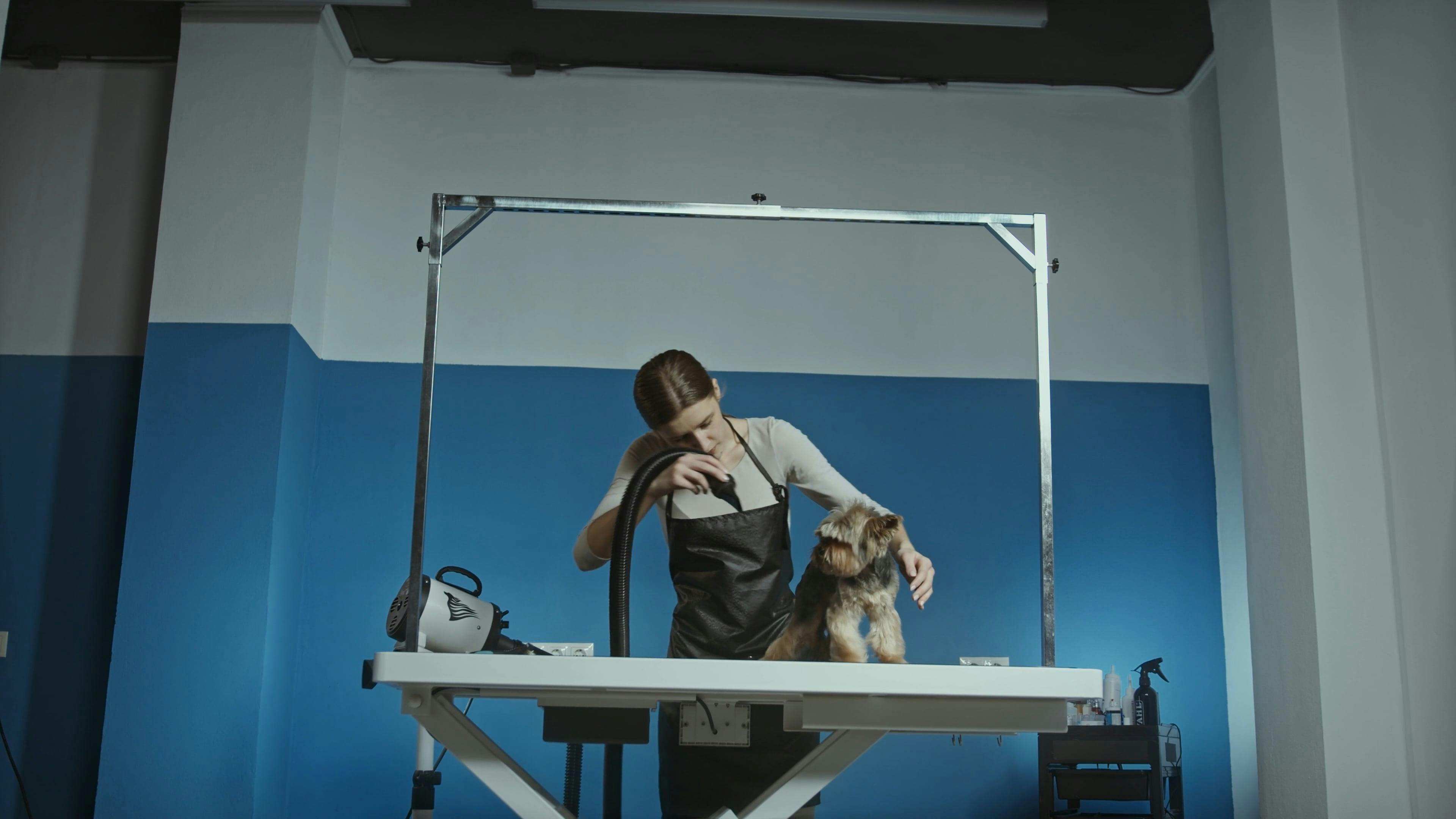 A Professional Grooming a Dog Free Stock Video Footage, Royalty-Free 4K ...