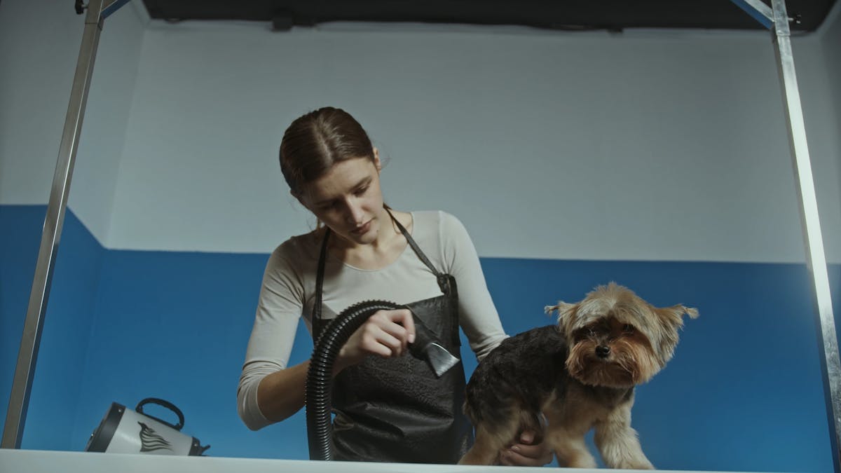 Dog Grooming Videos, Download The BEST Free 4k Stock Video Footage ...