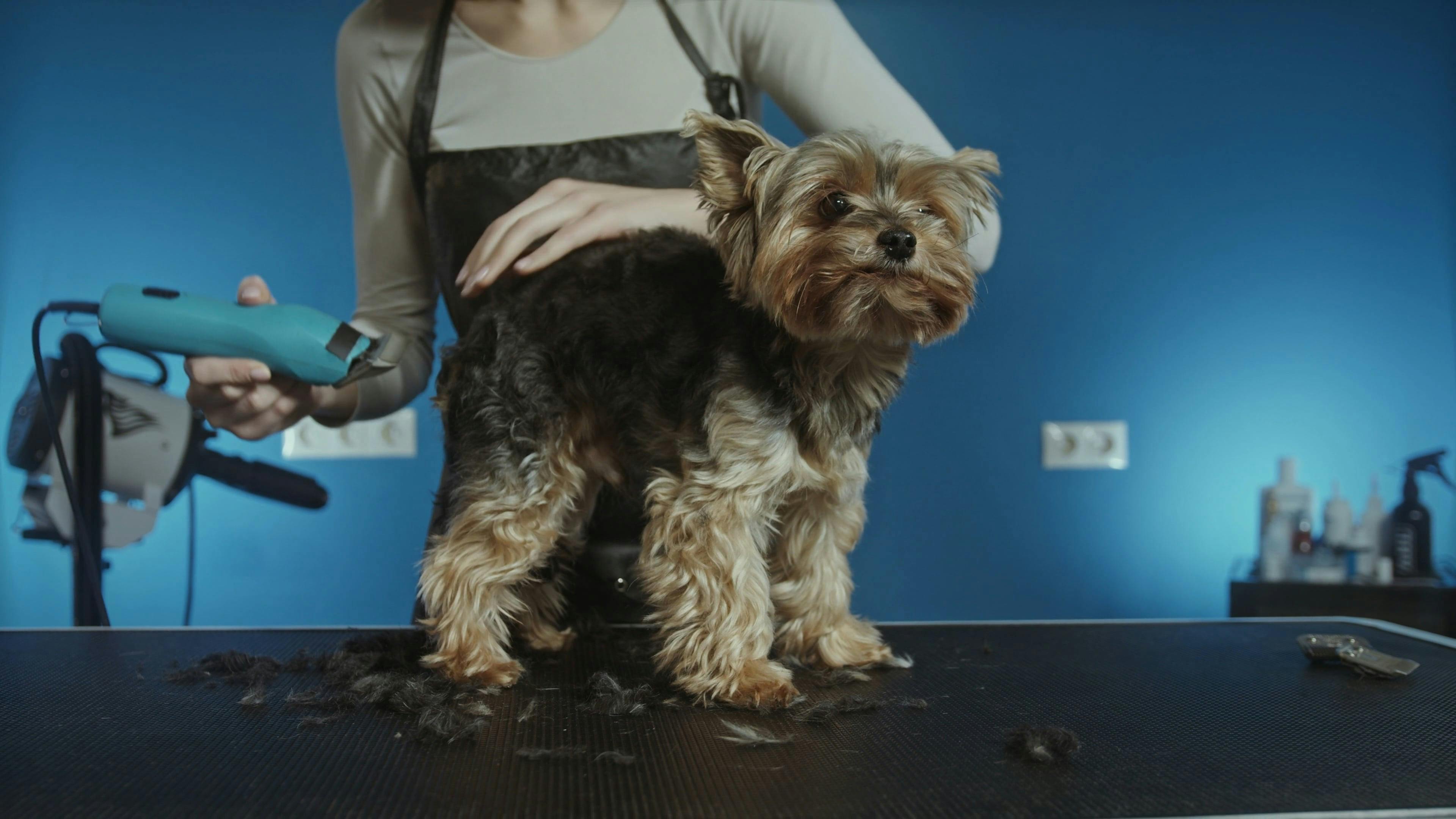 Small Dog Being Groomed Free Stock Video Footage, Royalty-Free 4K & HD ...