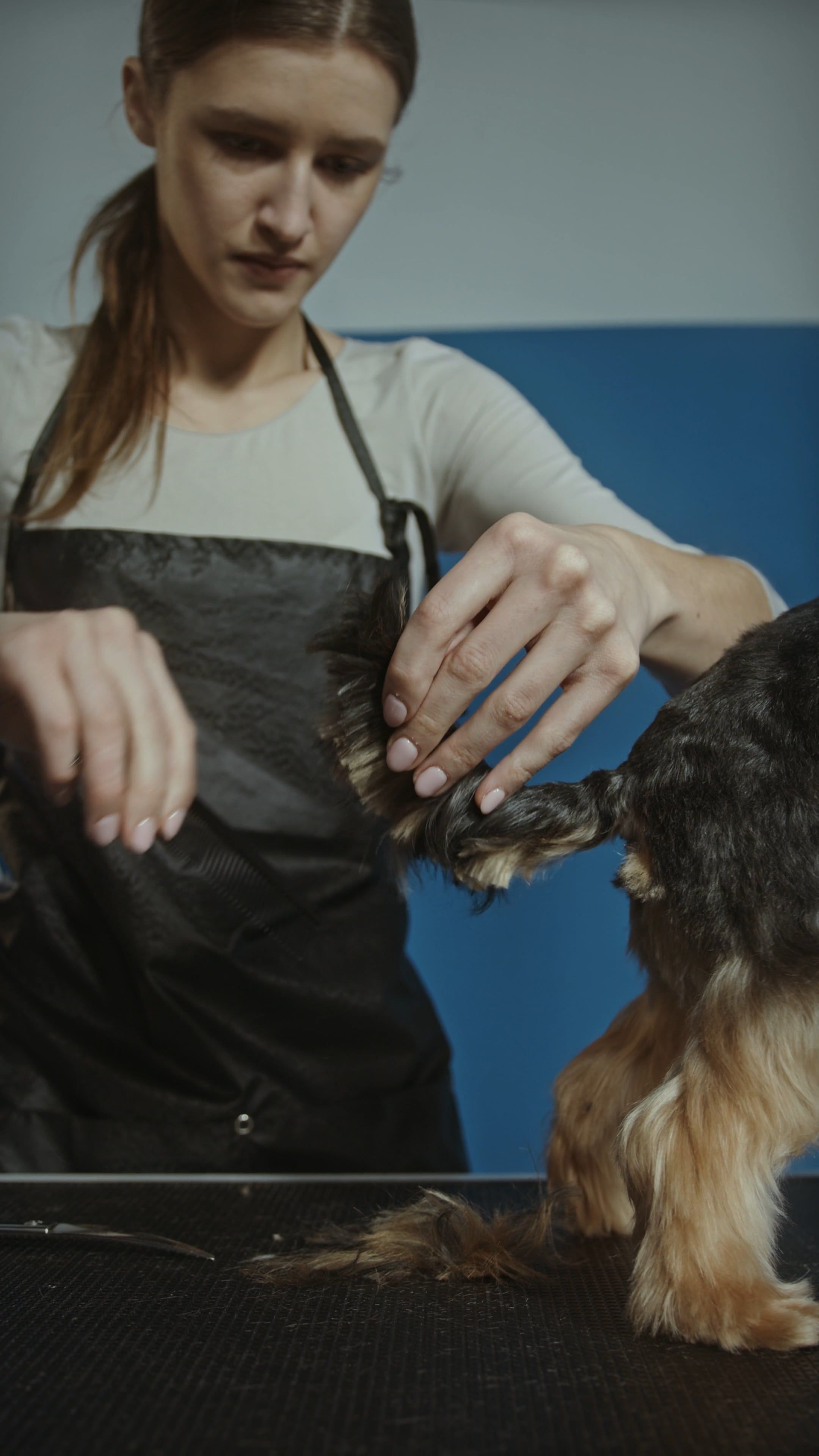Specialized Grooming Videos, Download The BEST Free 4k Stock Video ...