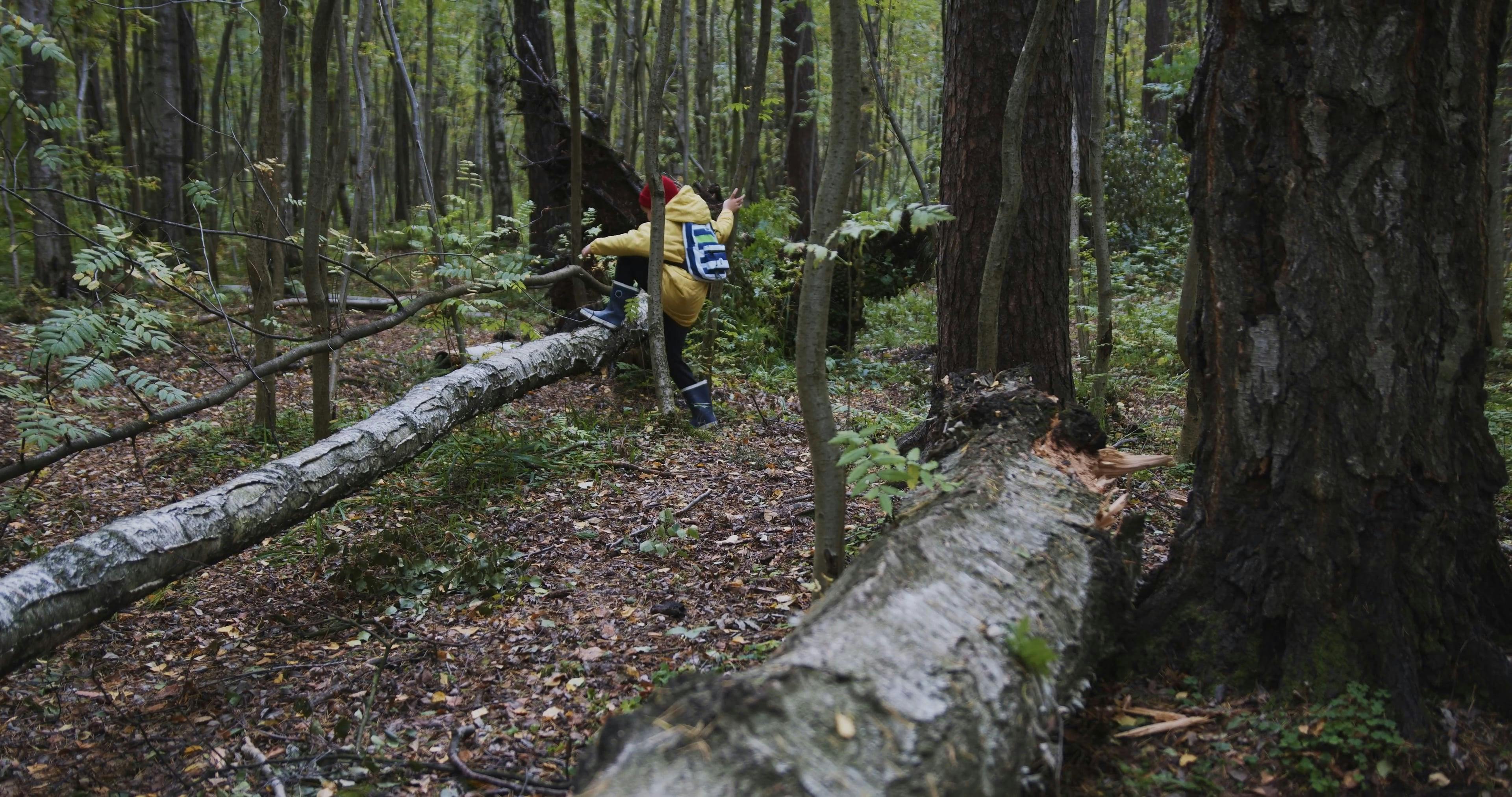 A Boy Walking on a Tree Branch · Free Stock Video