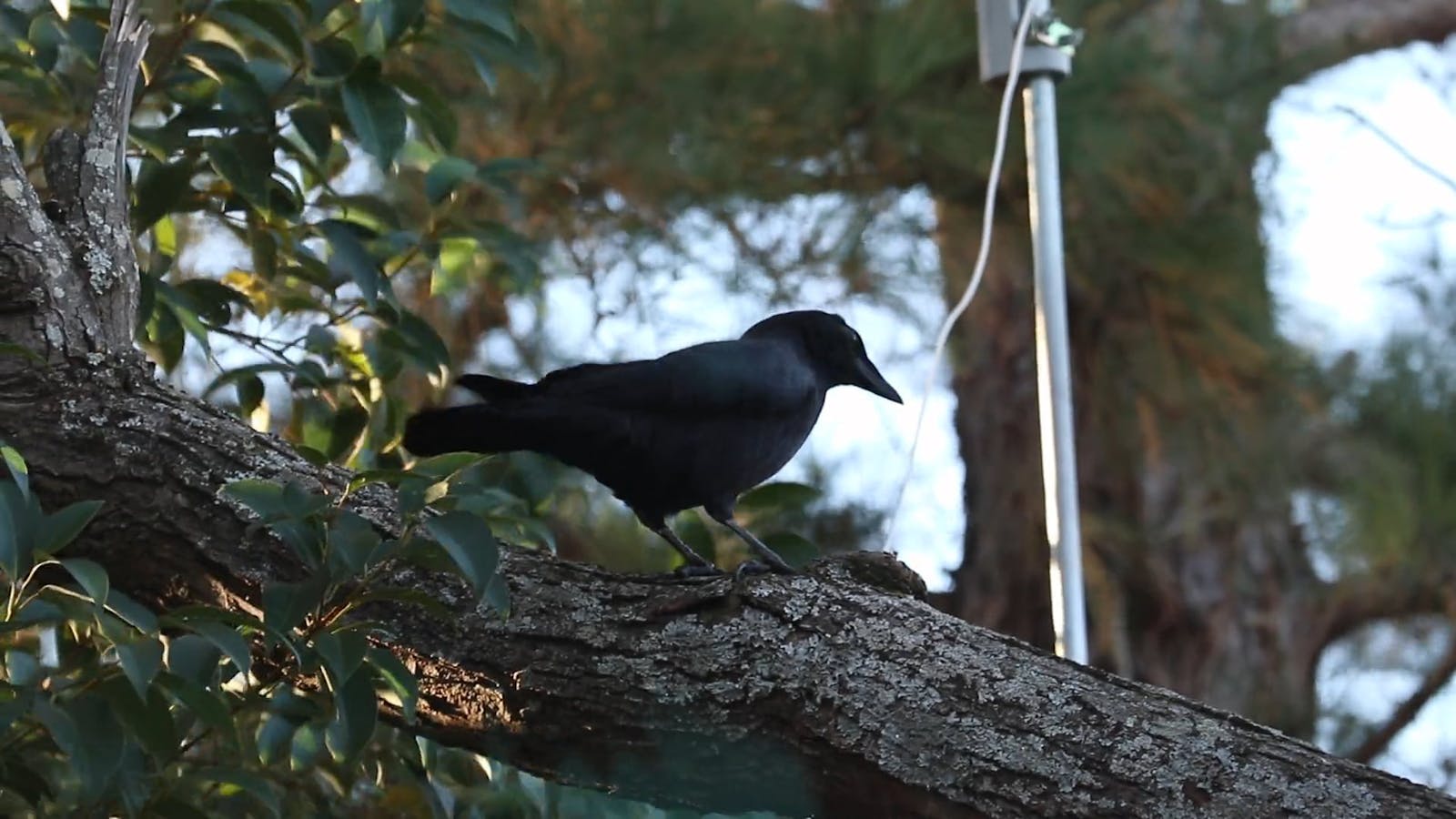 Crow Videos, Download The BEST Free 4k Stock Video Footage & Crow HD ...