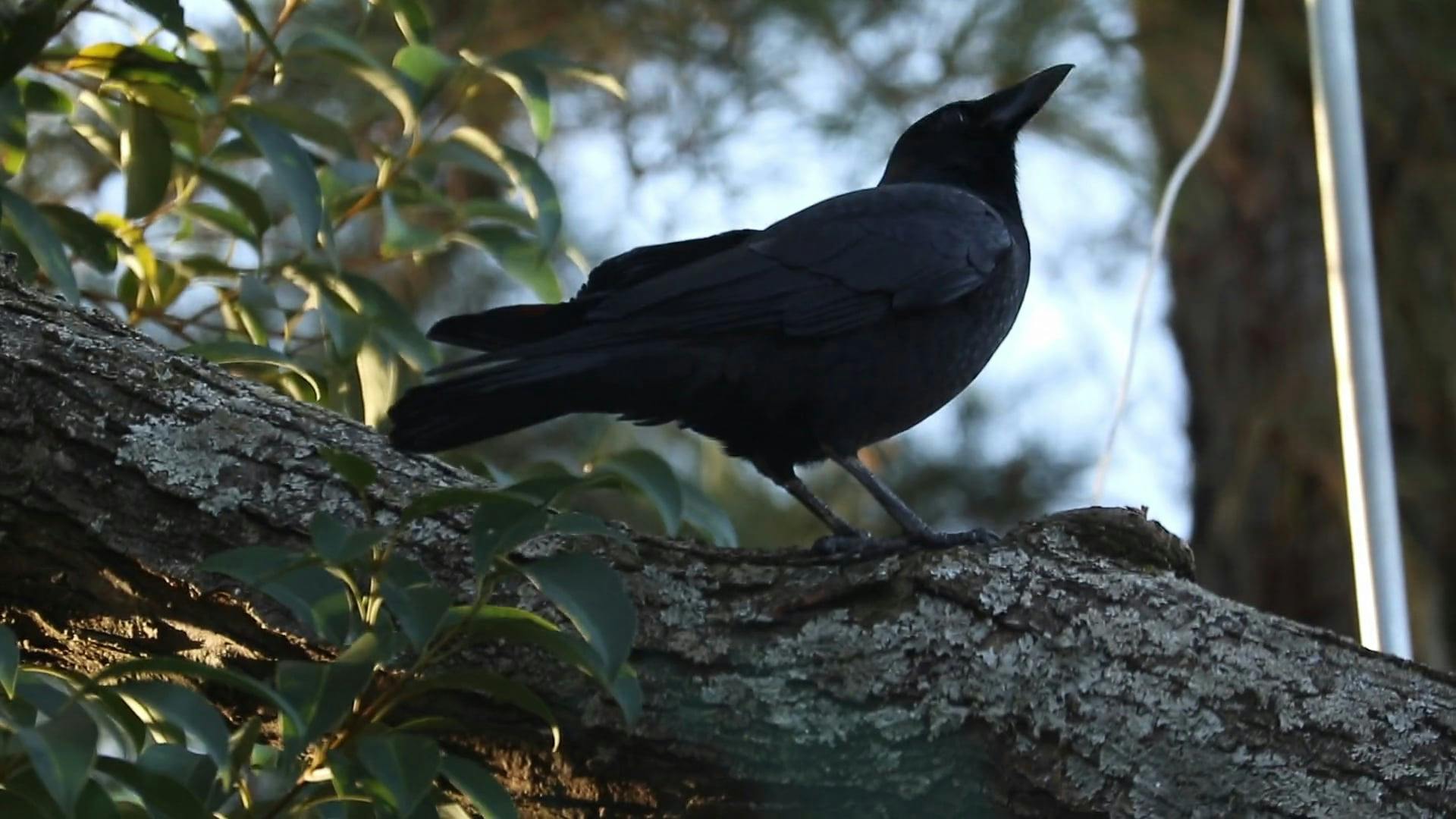 Ravens Flying Videos, Download The BEST Free 4k Stock Video Footage ...