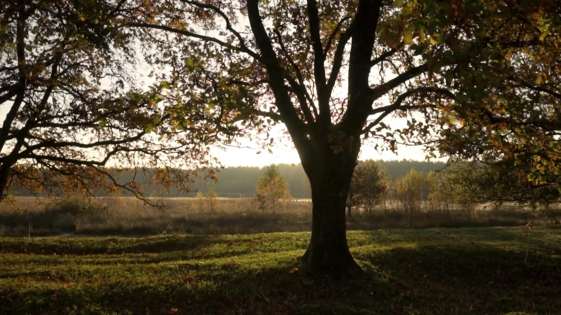 Video of Trees Free Stock Video Footage, Royalty-Free 4K & HD Video Clip