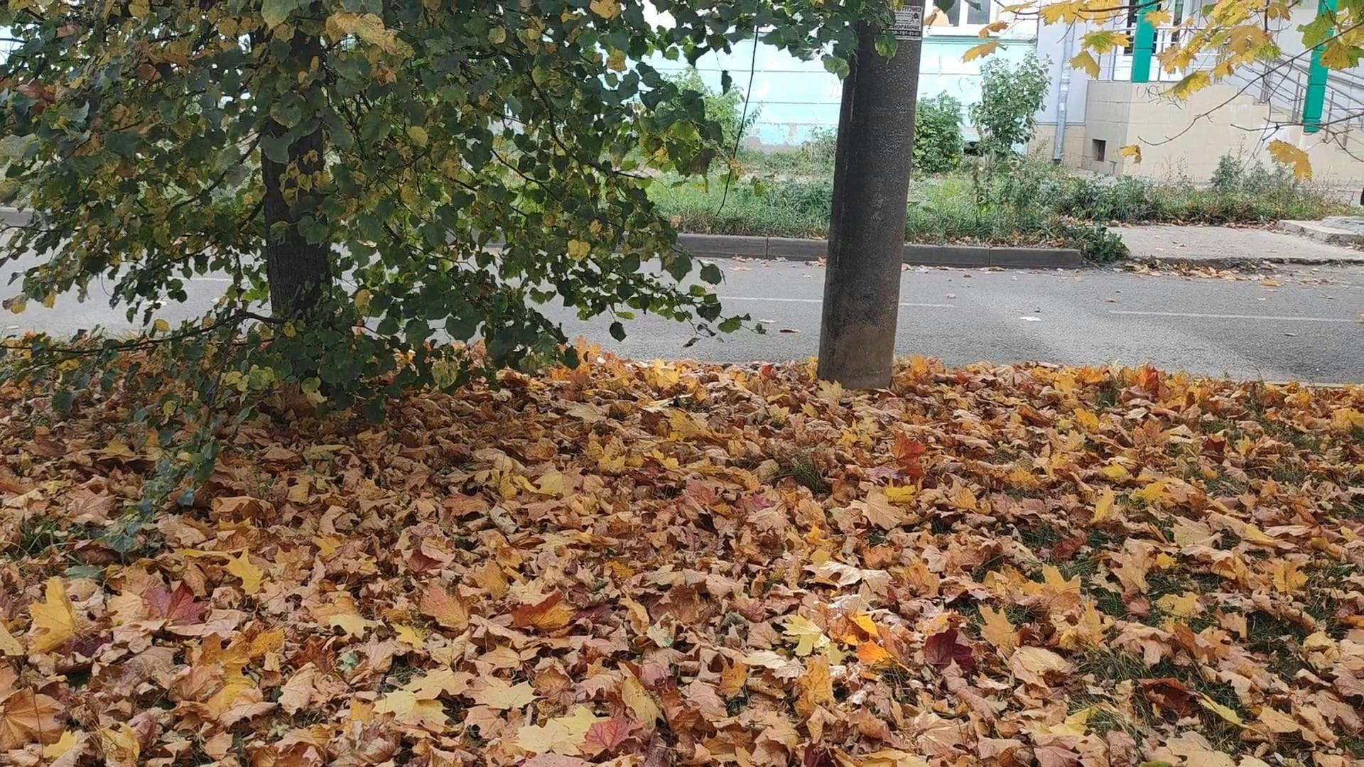 Leaves Rustling in the Wind Free Stock Video Footage, Royalty-Free 4K ...