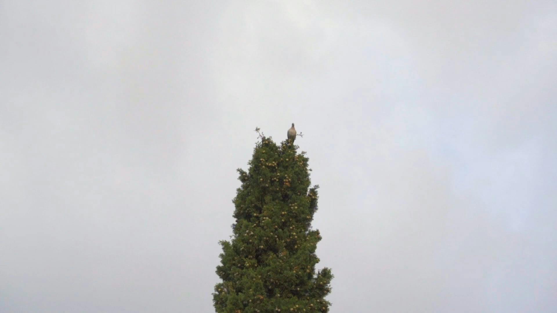 Bird Taking Flight Videos, Download The BEST Free 4k Stock Video ...