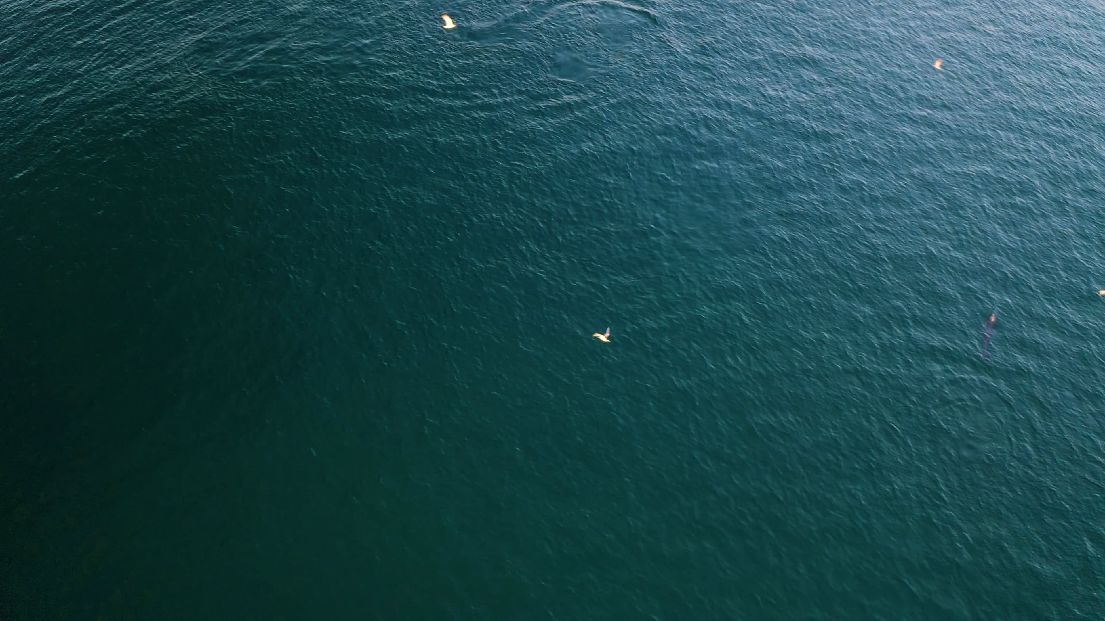 Birds Flying above Blue Waters Free Stock Video Footage, Royalty-Free ...