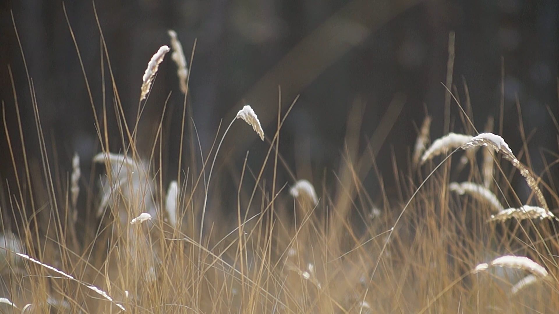 Close Up View of Grasses · Free Stock Video