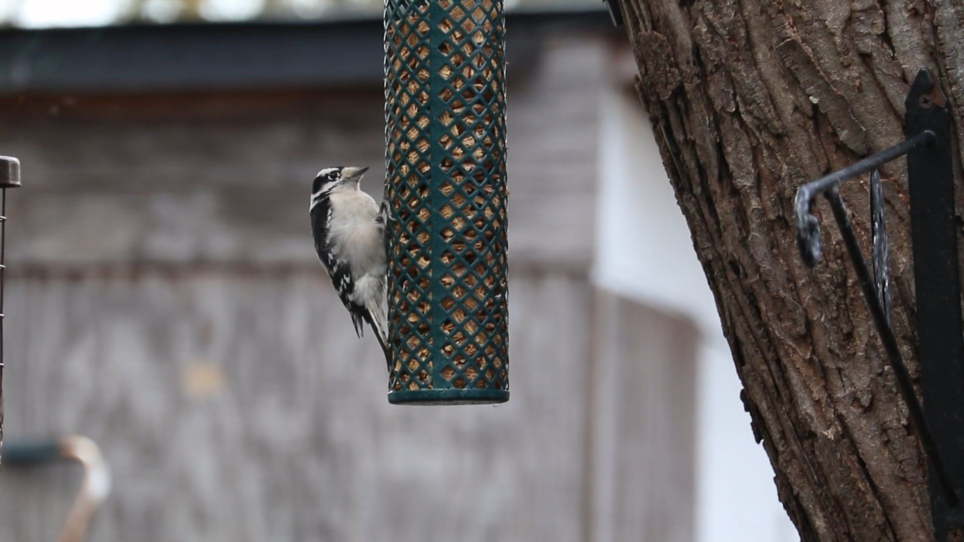 Woodpecker Pecking on a Tree Free Stock Video Footage, Royalty-Free 4K ...