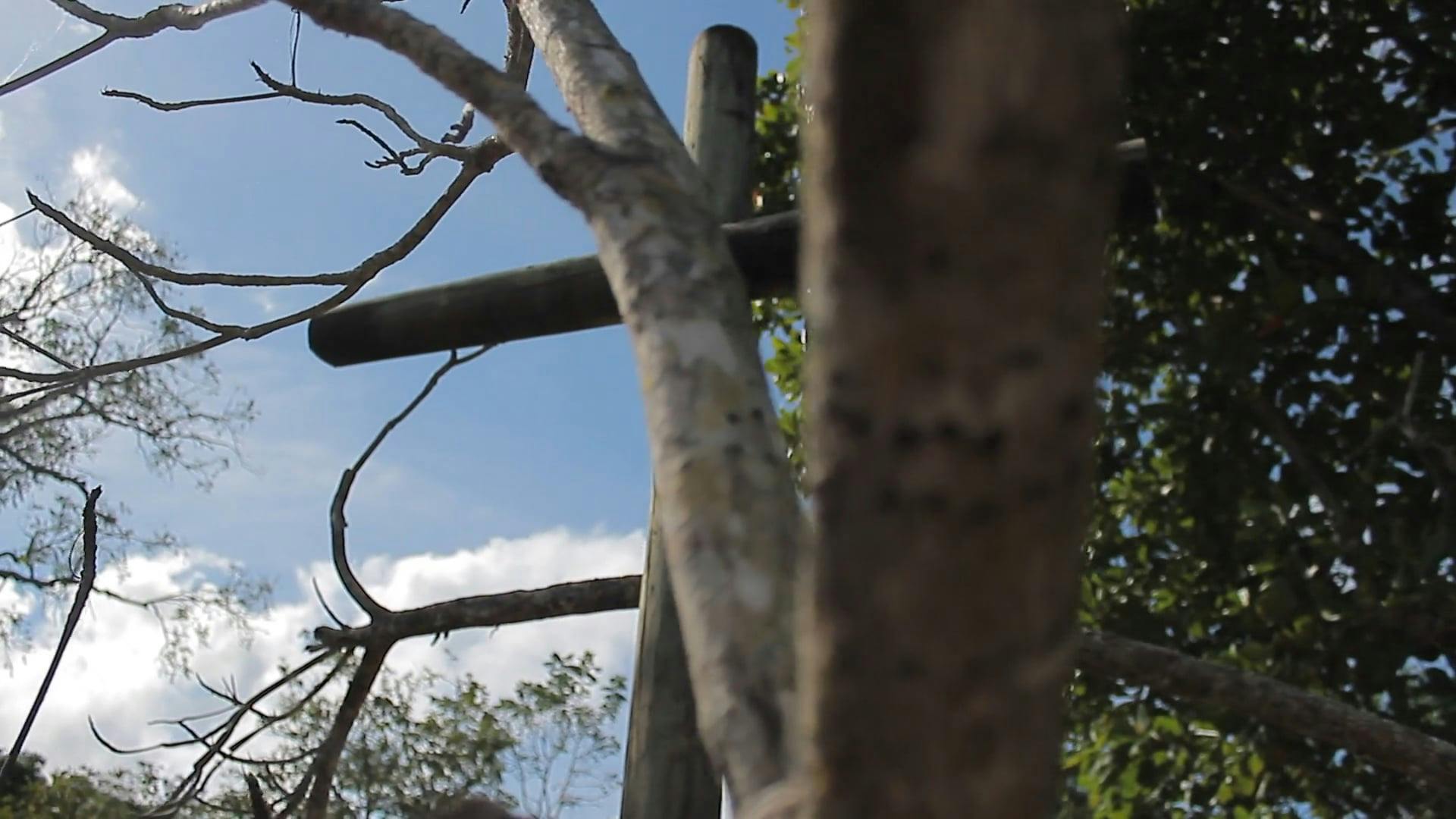 Horizontal Branches Videos, Download The BEST Free 4k Stock Video ...