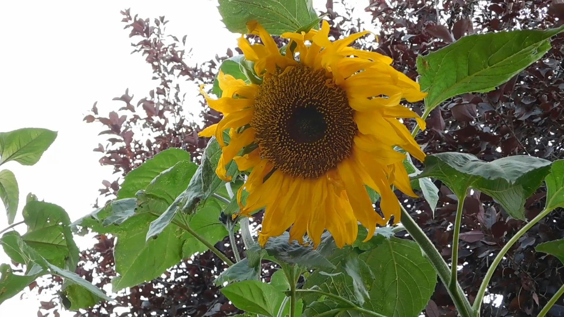 Vídeo profissional gratuito de árvore, broto, close-up