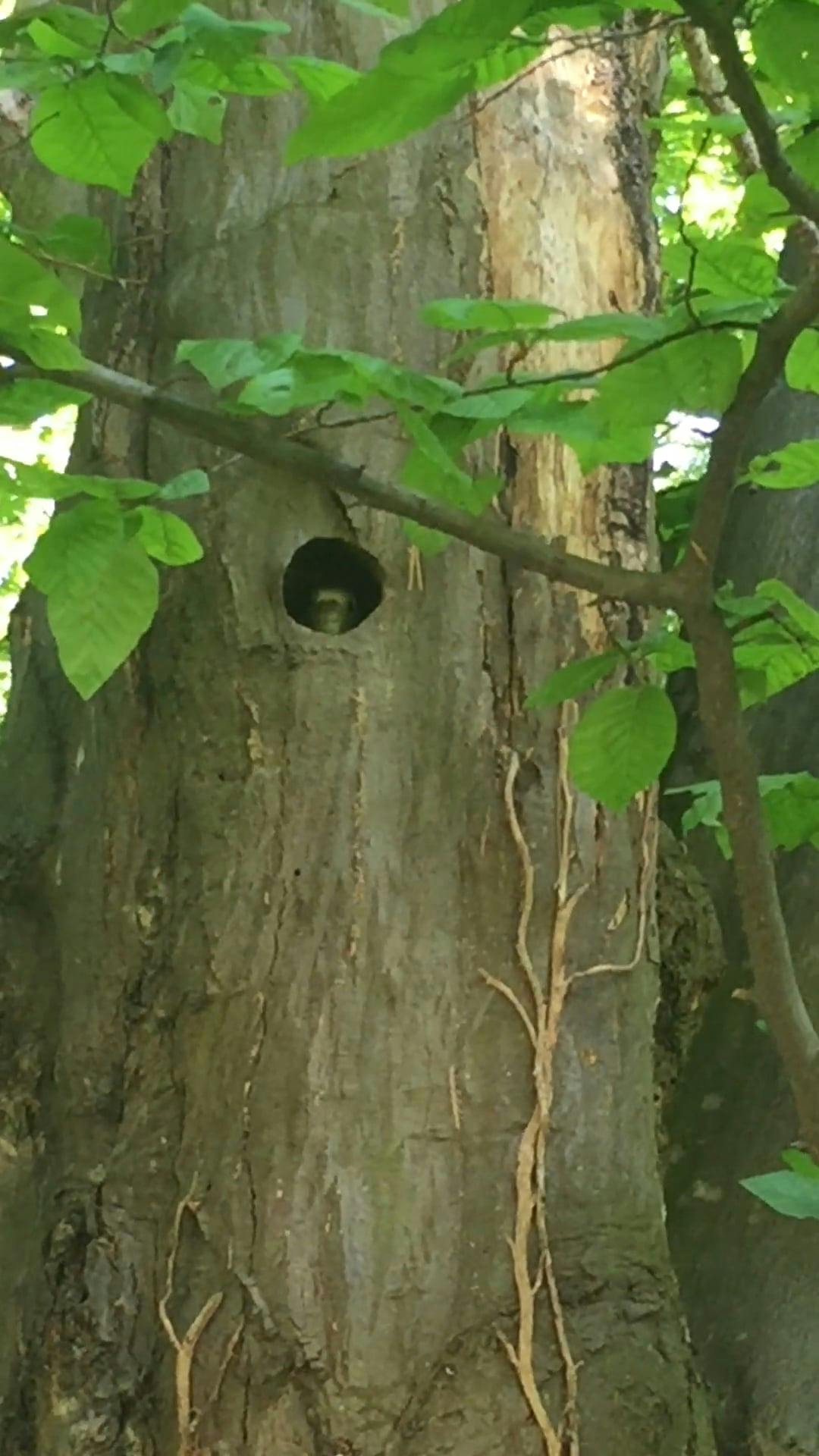 A Bird is Inside a Tree · Free Stock Video