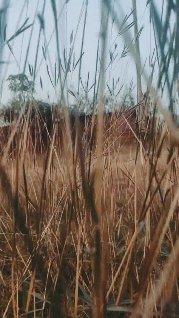 Grass Moving Videos, Download The BEST Free 4k Stock Video Footage ...