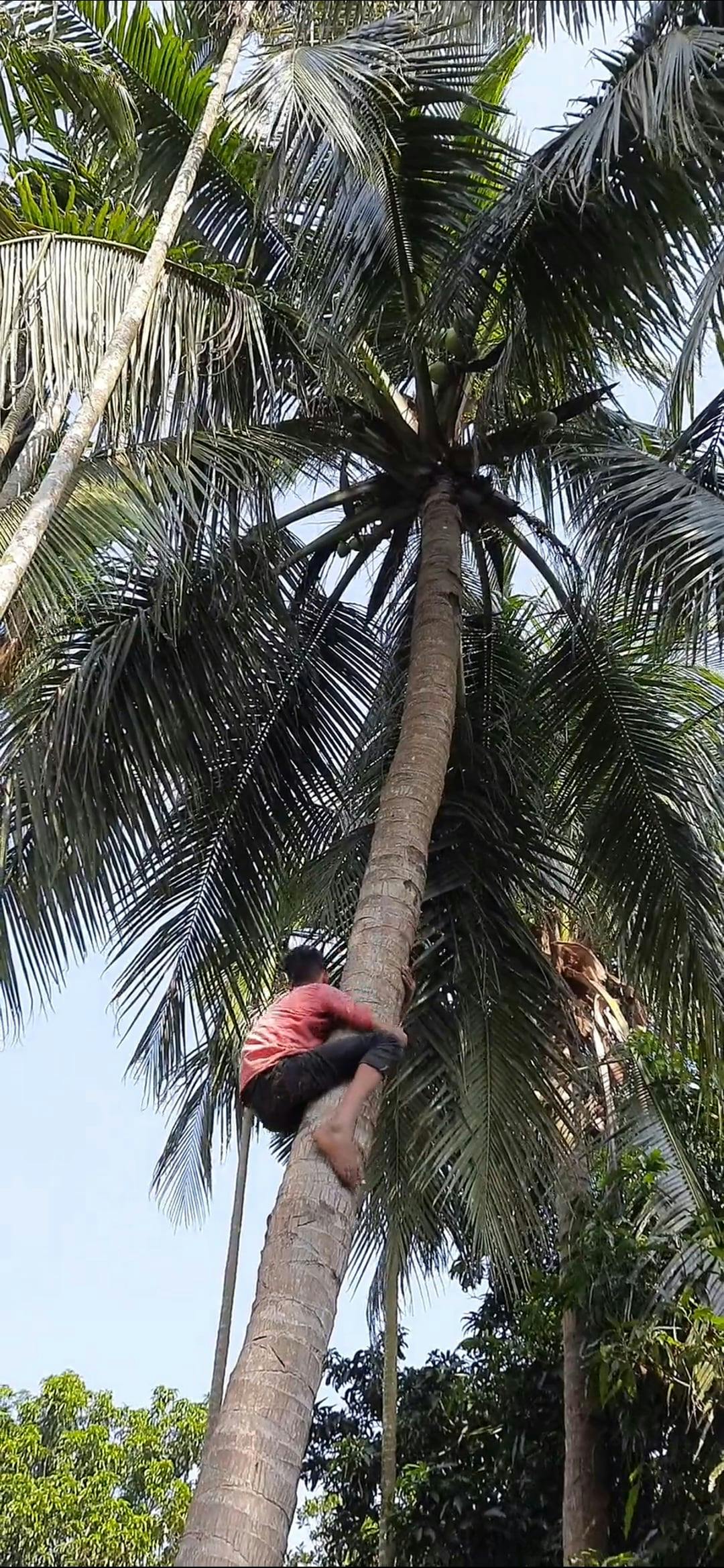 A Man Climbing Down a Coconut Tree Free Stock Video Footage, Royalty ...