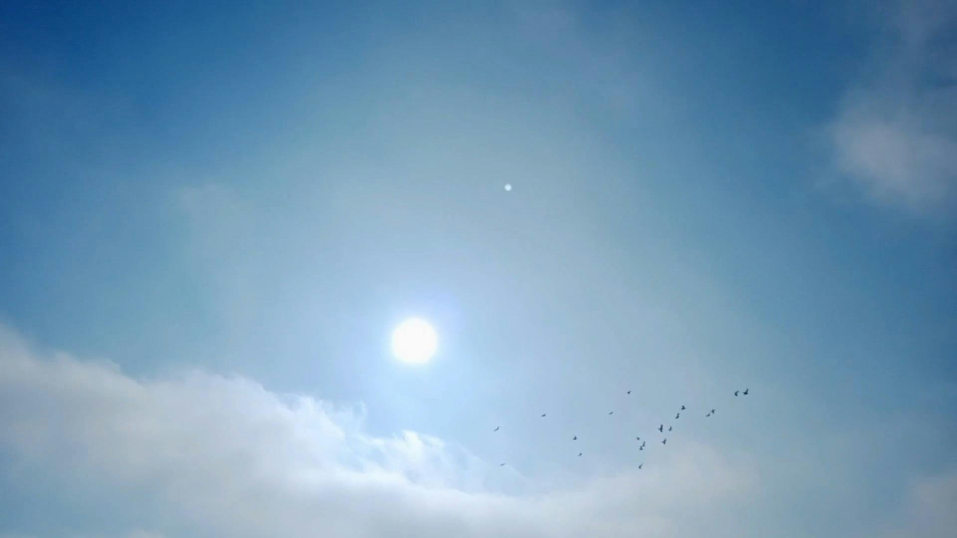 Video of Birds Flying Together Free Stock Video Footage, Royalty-Free ...
