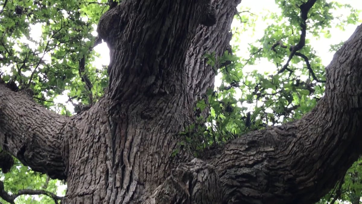 Oak Tree Videos, Download The BEST Free 4k Stock Video Footage & Oak ...