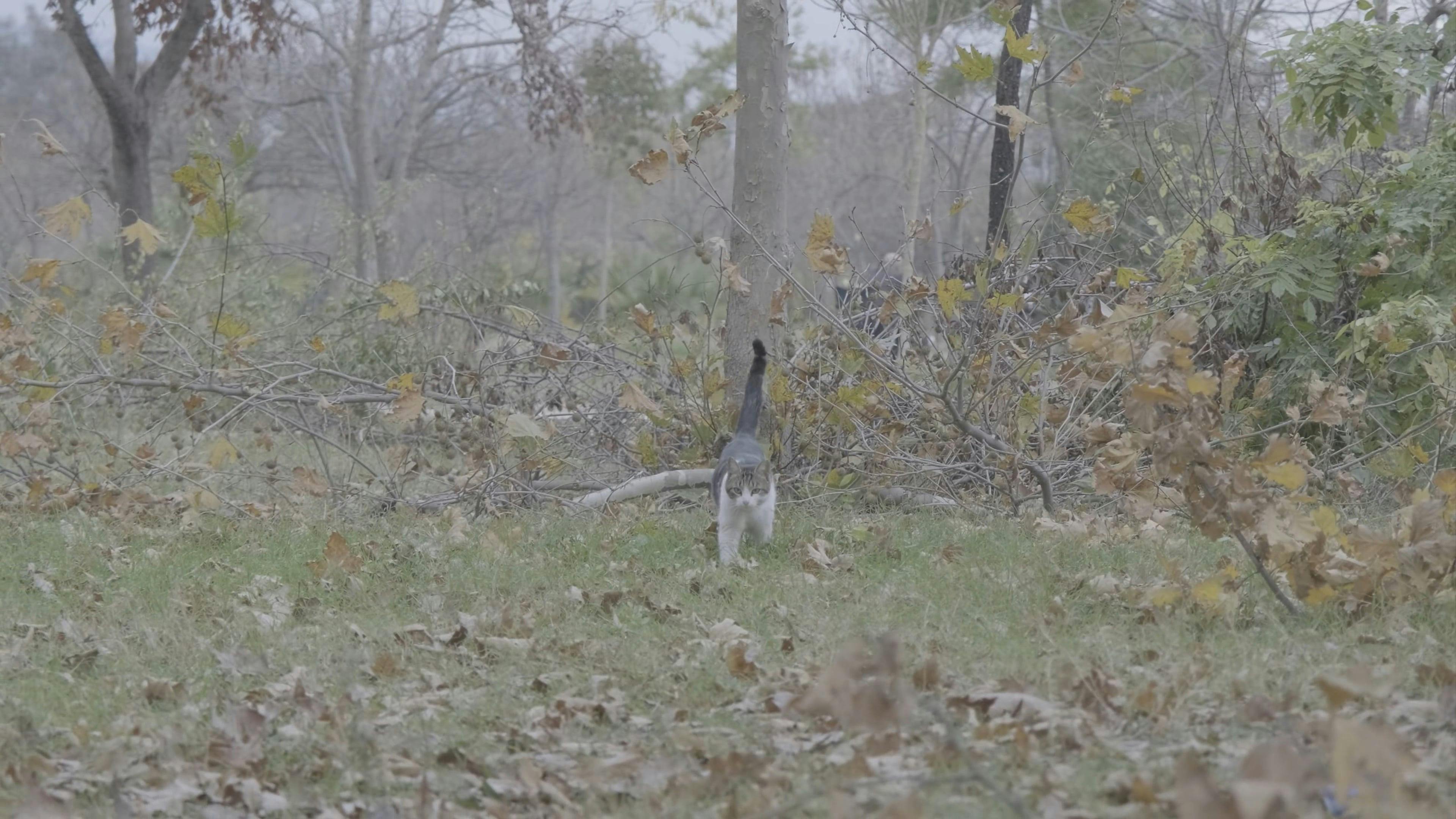 Tranquil Forest Pathway in Springtime Free Stock Video Footage, Royalty ...
