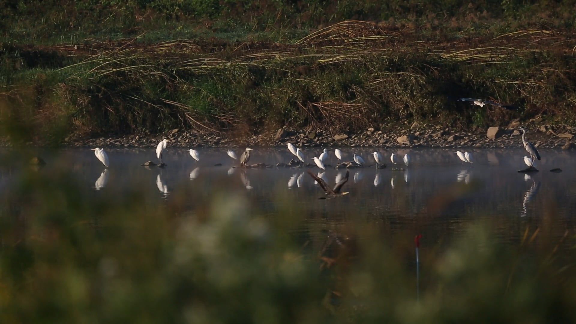 Video of Birds Flying Free Stock Video Footage, Royalty-Free 4K & HD ...