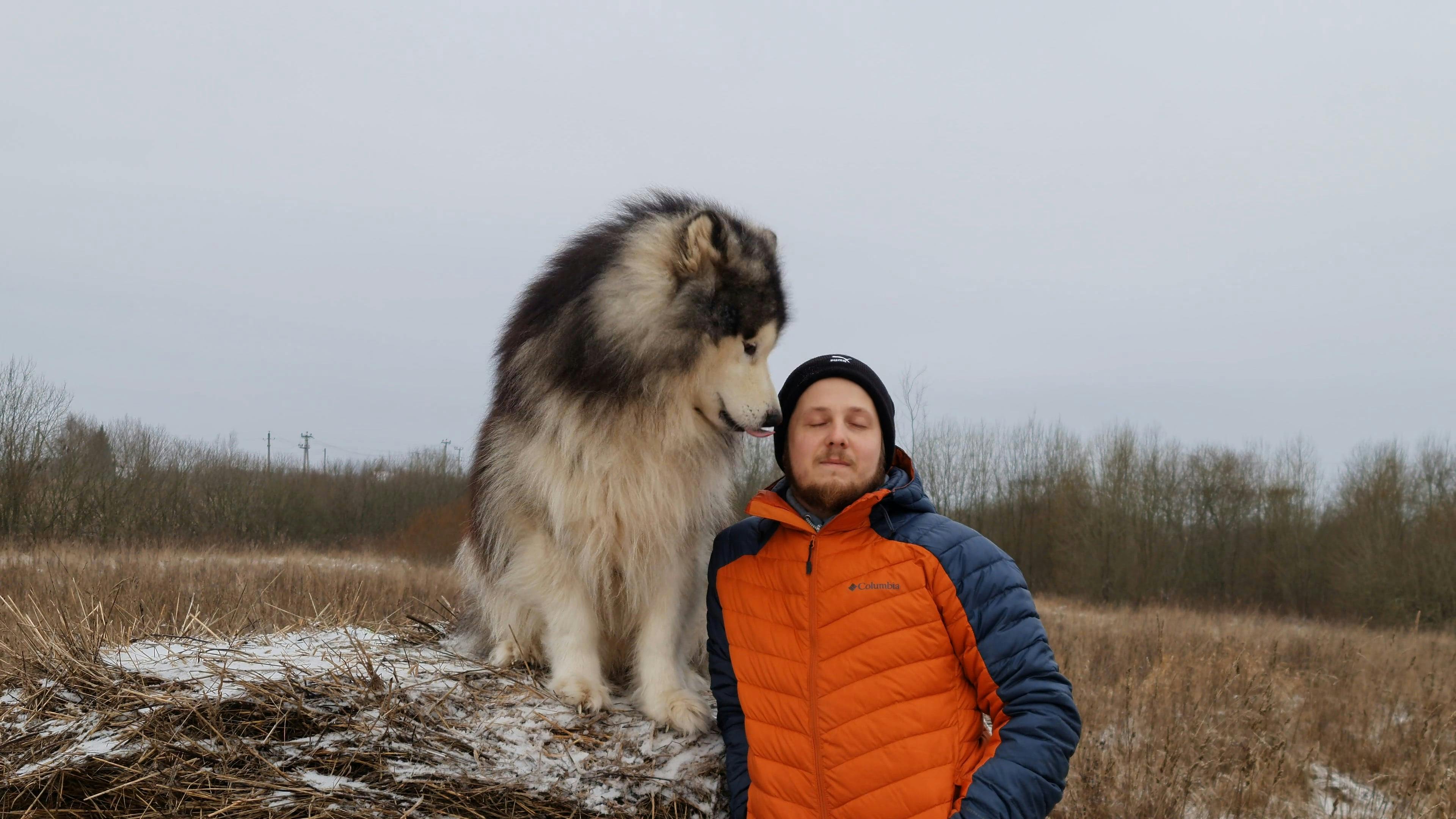 Very Big Dog Videos, Download The BEST Free 4k Stock Video Footage ...